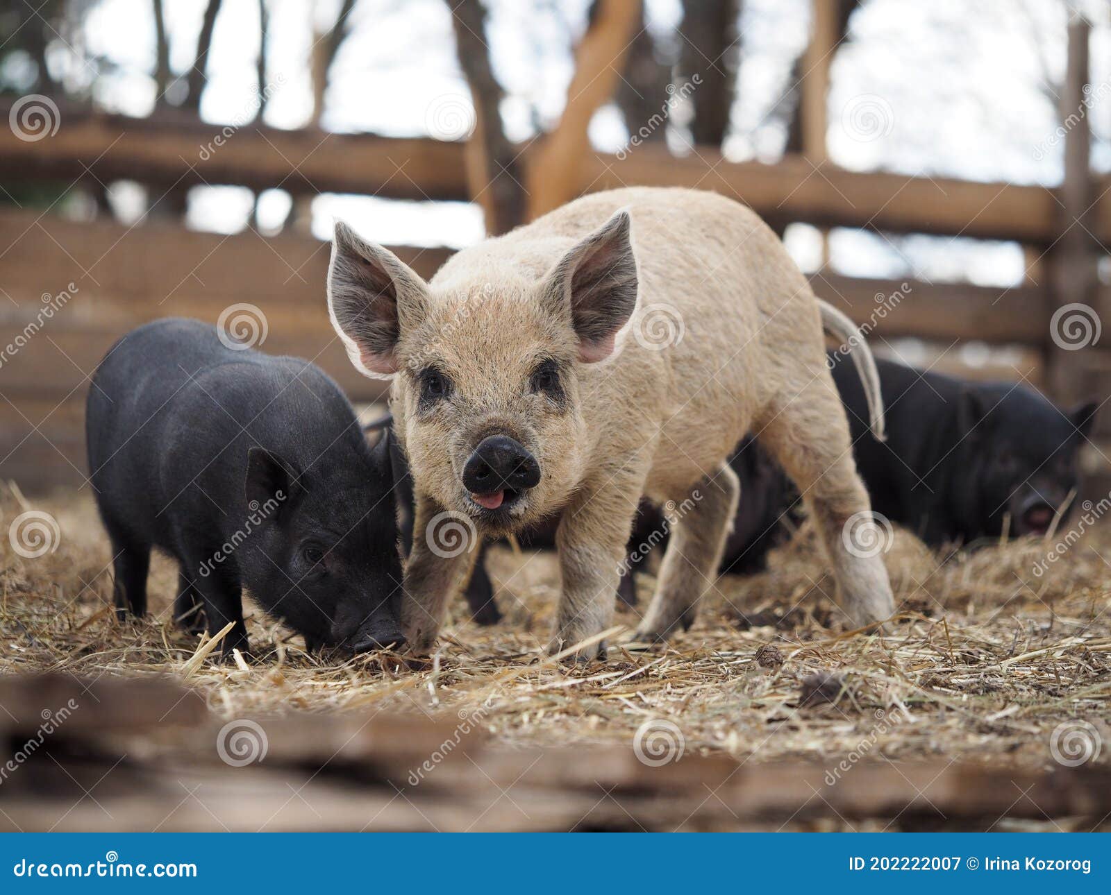 Joint Keeping of Pigs of Different Breeds Stock Image - Image of joint ...