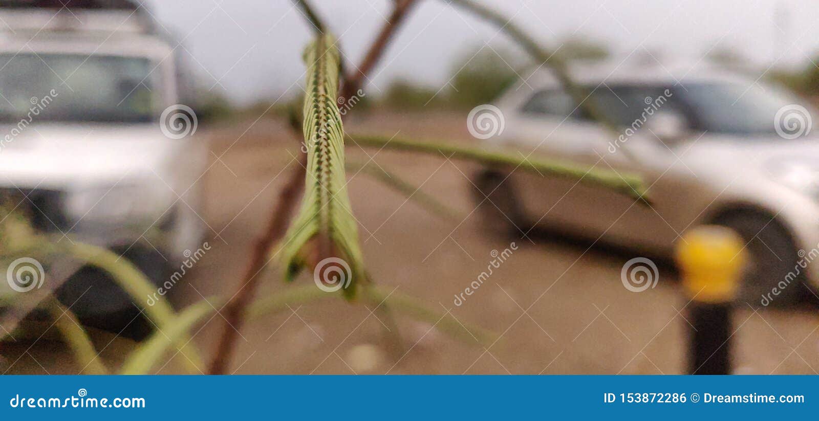 Joint Leaves Nature at a Hotel Stock Photo - Image of leaves, nature ...