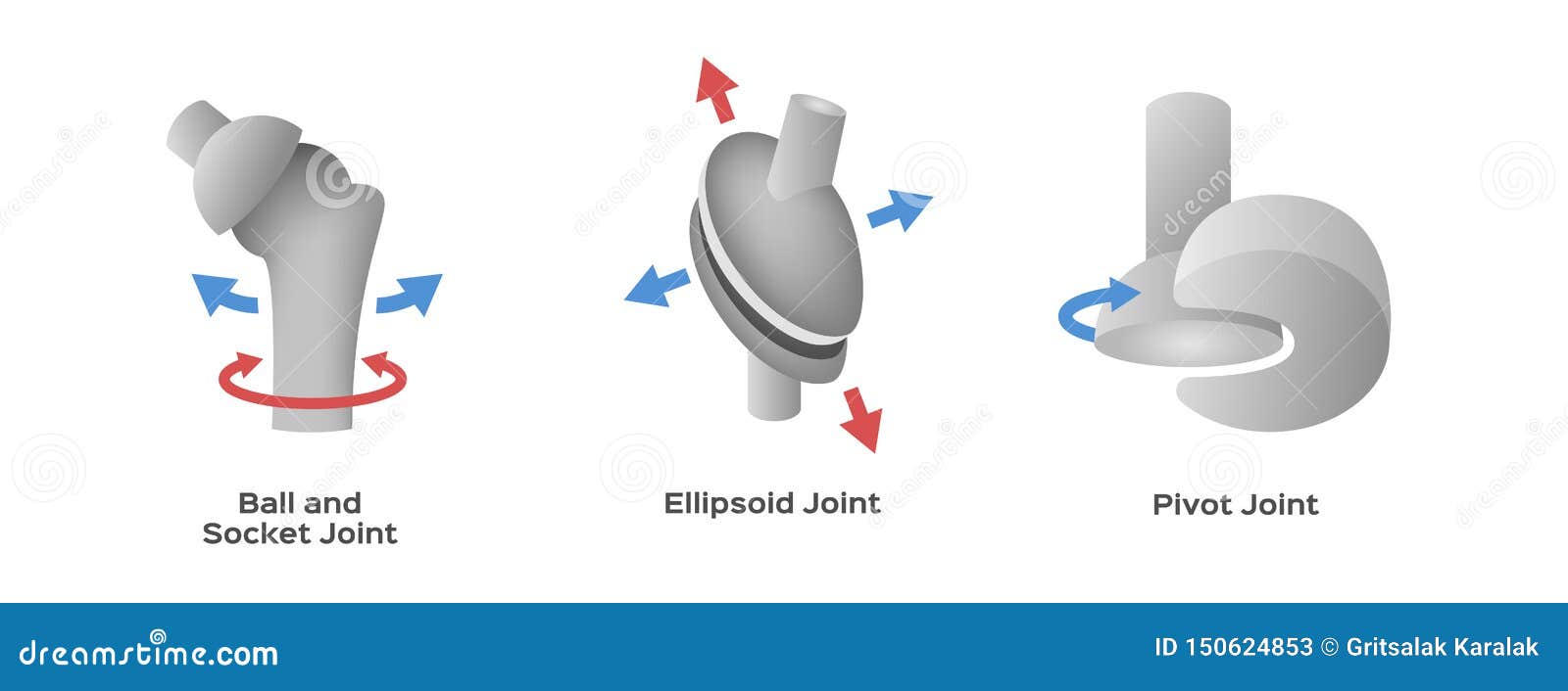 Joint type vector stock vector. Illustration of cure - 150624853