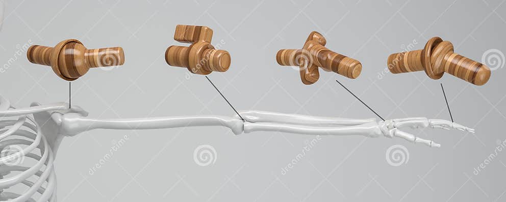 Joint Types on the Human Skeleton - 3D Rendering Stock Illustration ...
