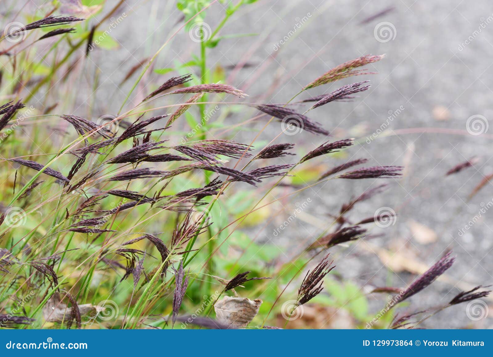 Jointhead Arthraxon Arthraxon Hispidus Stock Photo - Image of jointhead ...