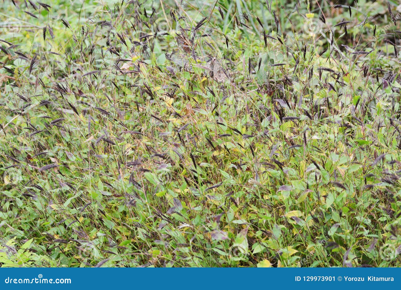 Jointhead Arthraxon Arthraxon Hispidus Stock Image - Image of green ...