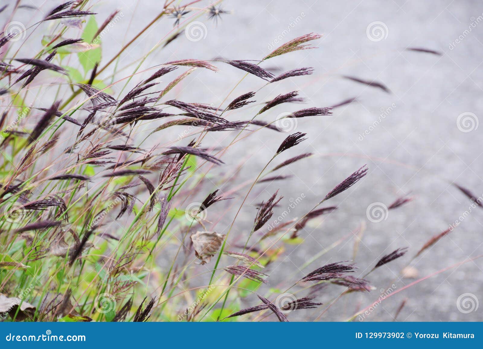 Jointhead Arthraxon Arthraxon Hispidus Stock Photo - Image of dyeing ...