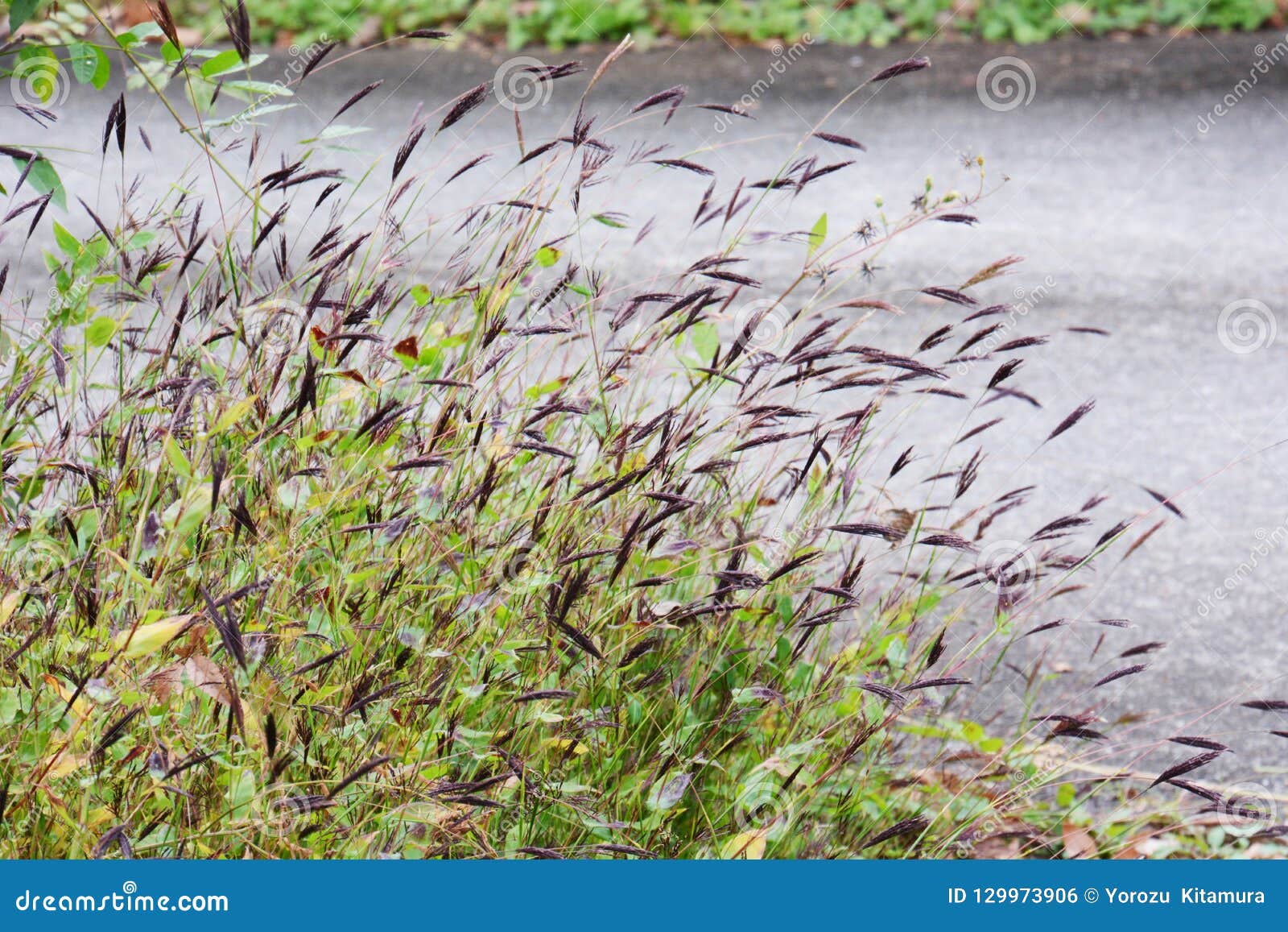 Jointhead Arthraxon Arthraxon Hispidus Stock Photo - Image of green ...