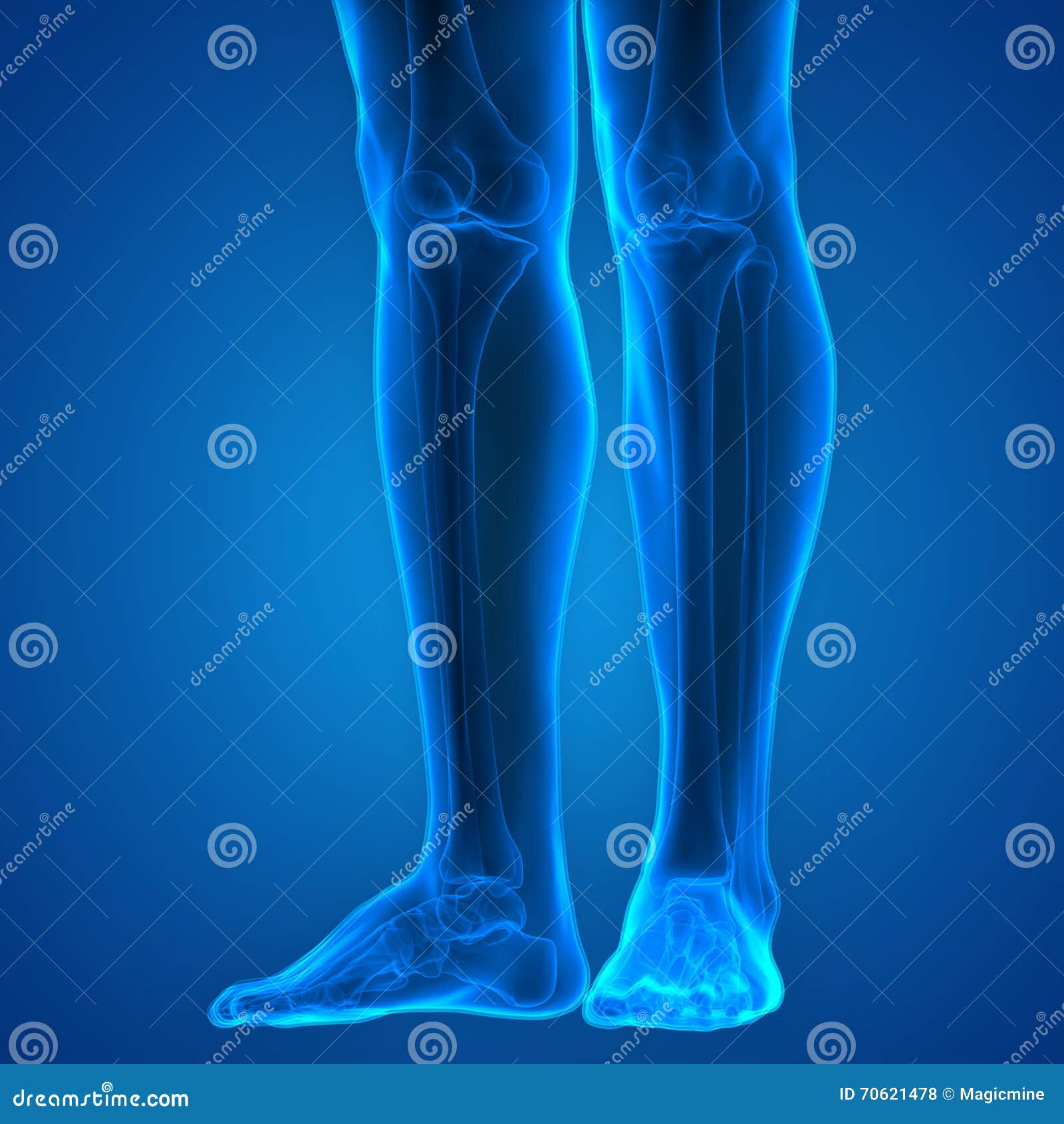 Joints De Jambe De Corps Humain Illustration Stock - Illustration du ...