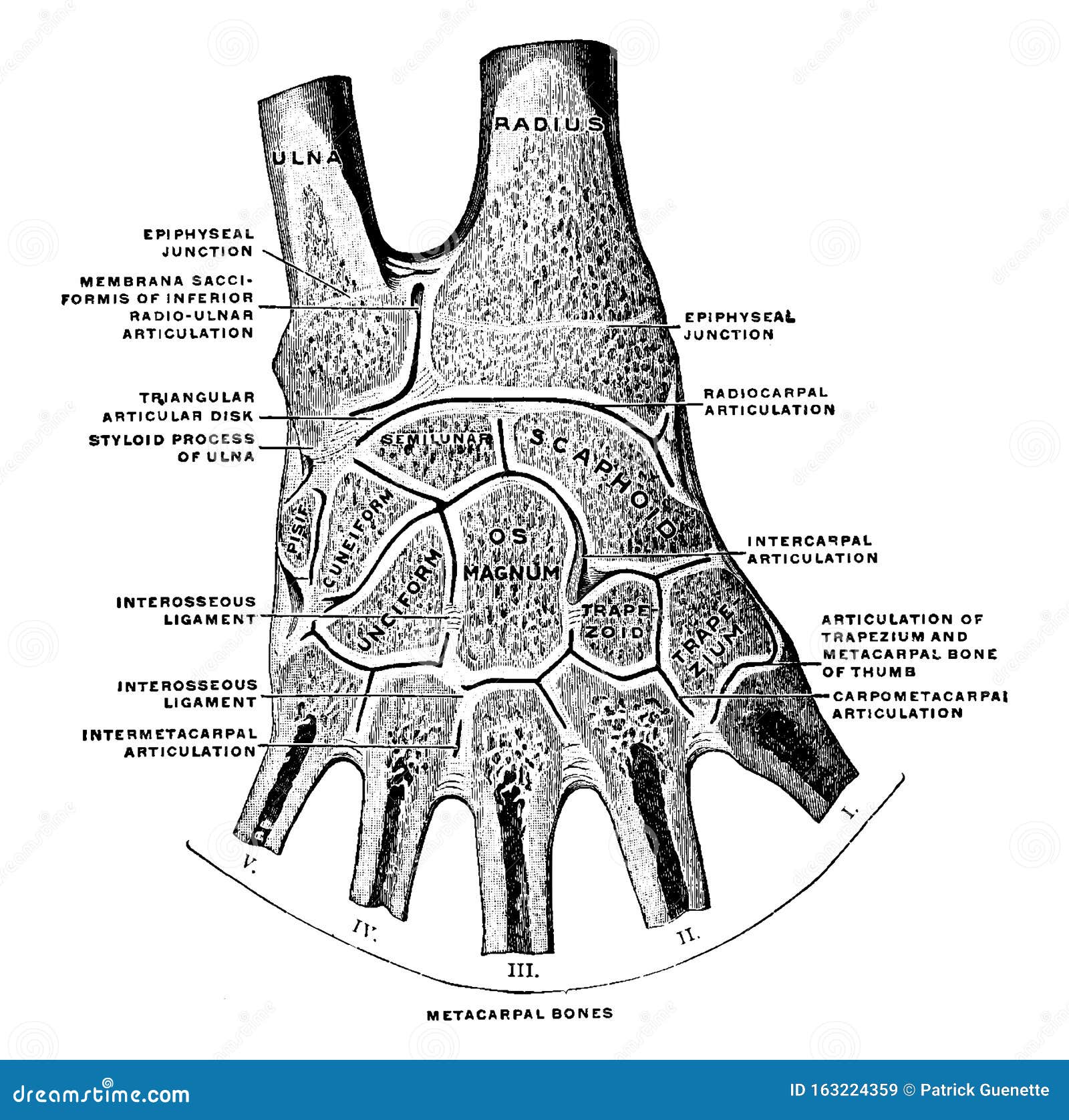 Joints of the Hand, Vintage Illustration Stock Vector - Illustration of ...
