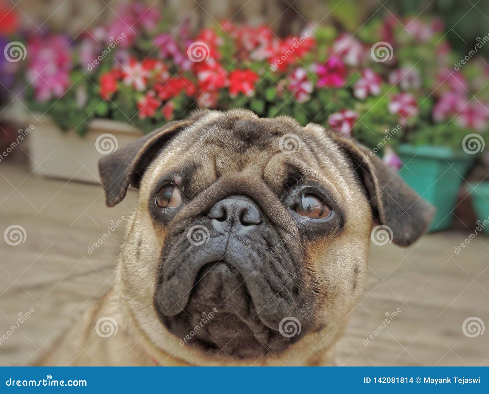 JoJo, the Pug stock photo. Image of domestic, portrait - 142081814