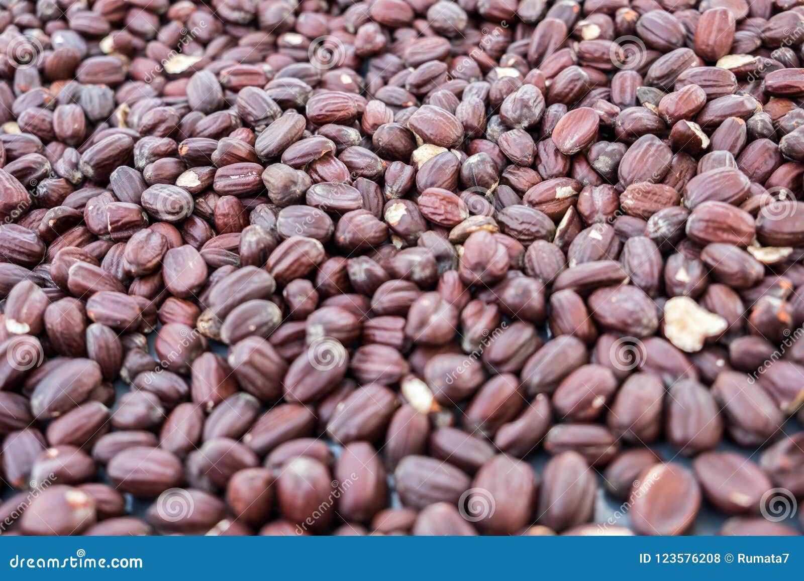 Jojoba Fruit Stock Images - Download 188 Royalty Free Photos