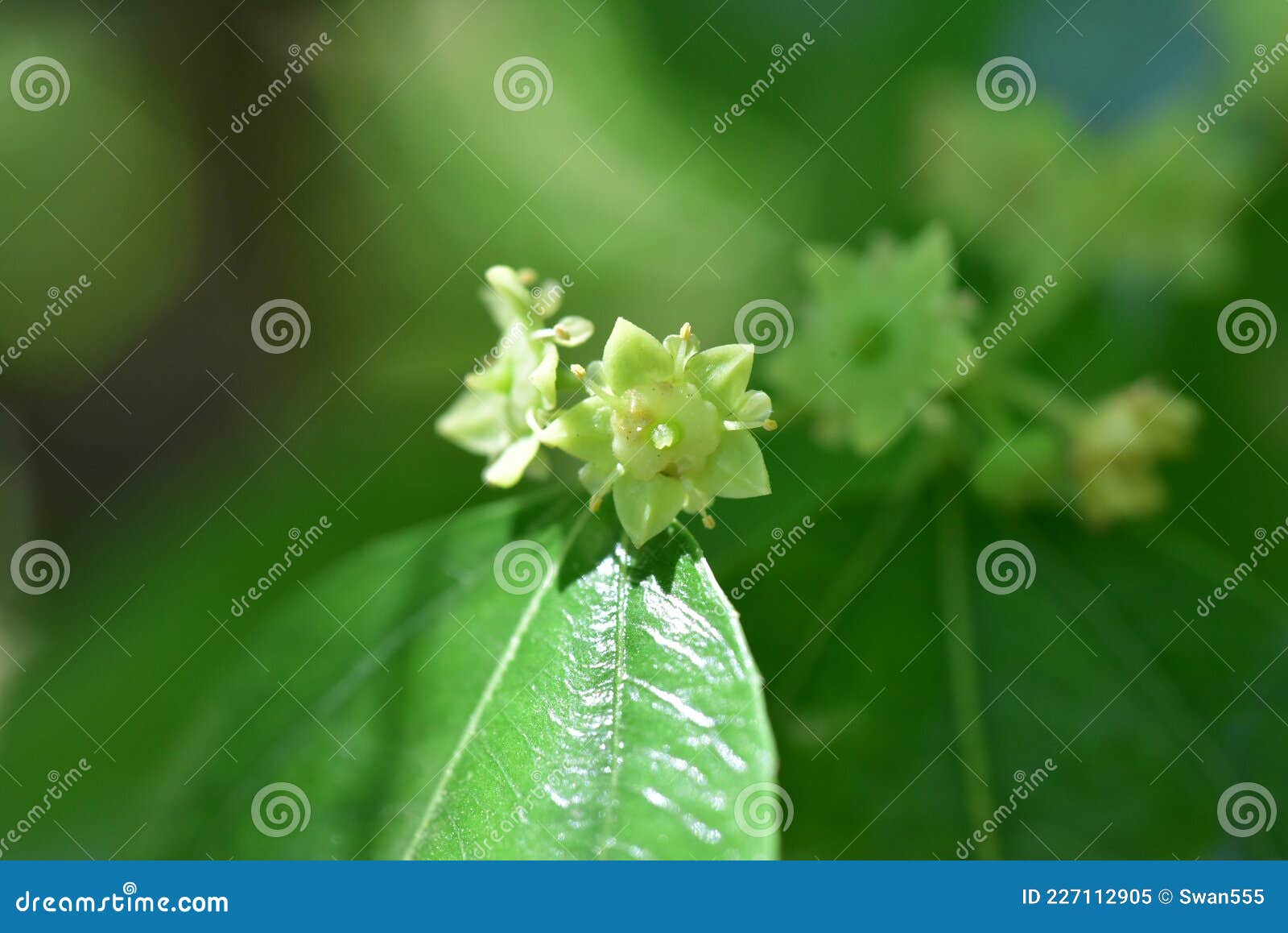Jojoba Blooming Tree Flowers Stock Image - Image of simmondsia, organic ...