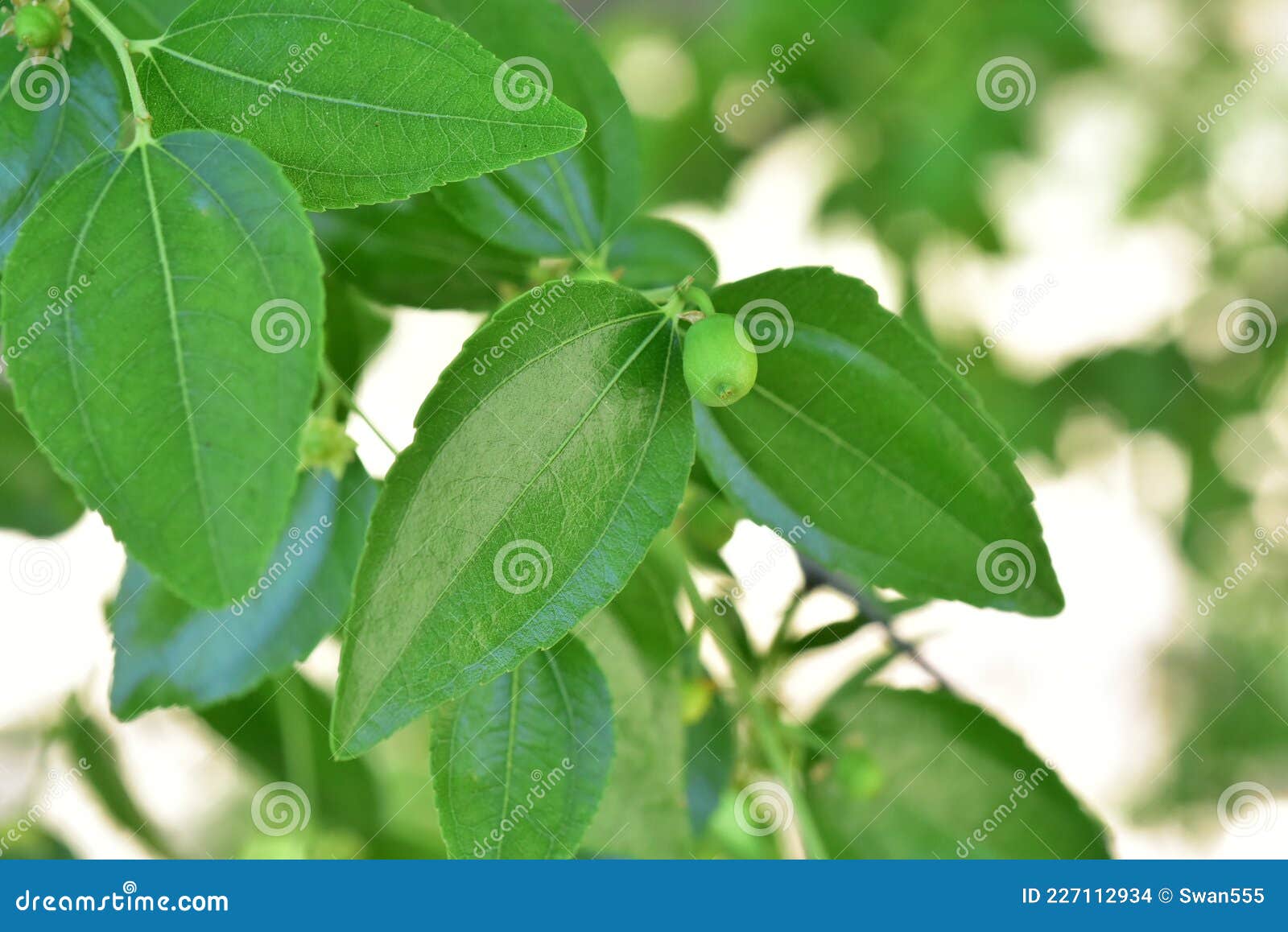 Jojoba Blooming Tree Flowers Stock Photo - Image of industrial ...