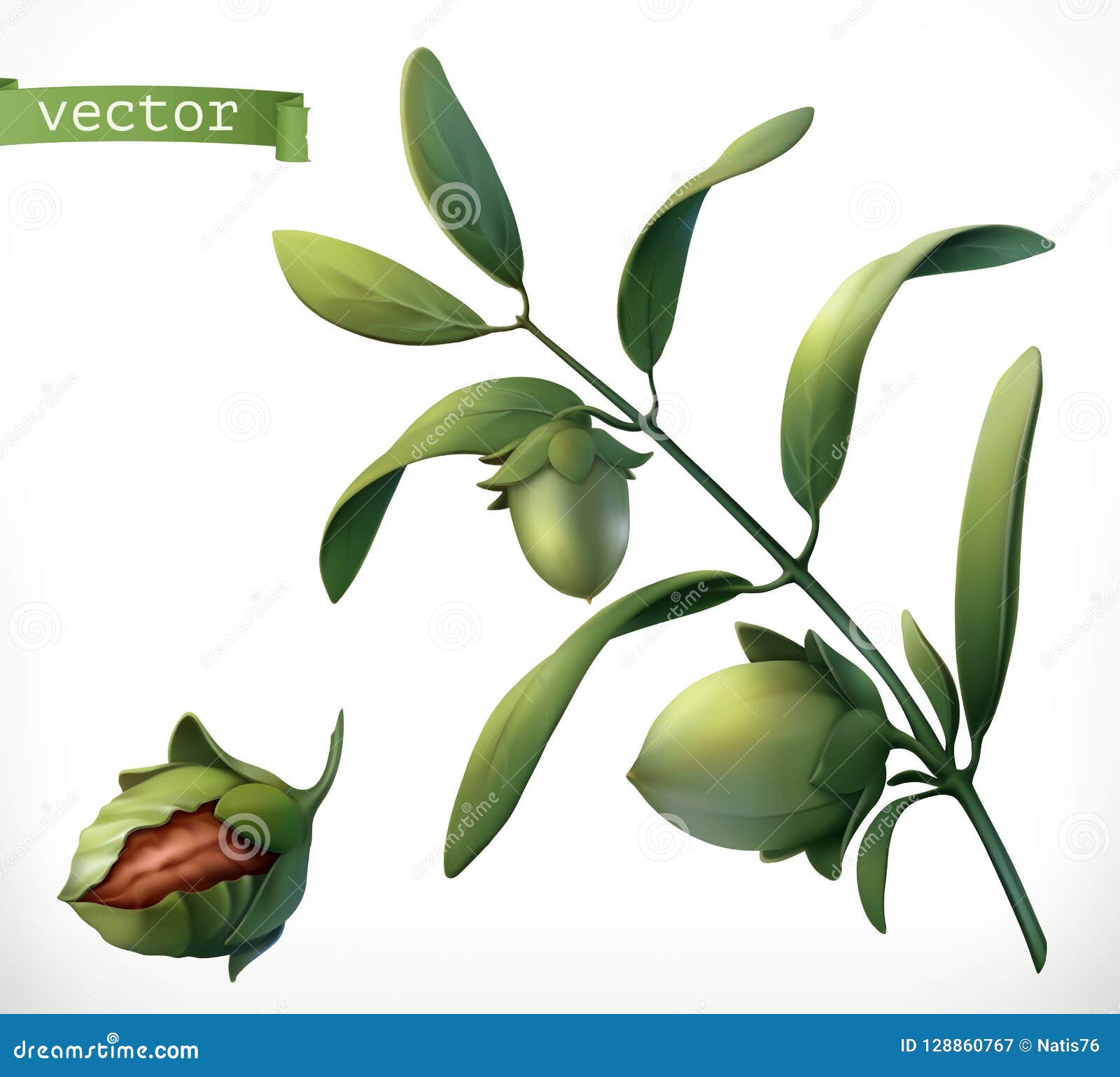 Jojoba Vector Illustration | CartoonDealer.com #48644800