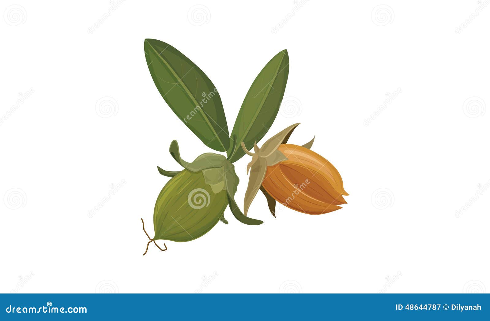 Jojoba Vector Illustration | CartoonDealer.com #48644800