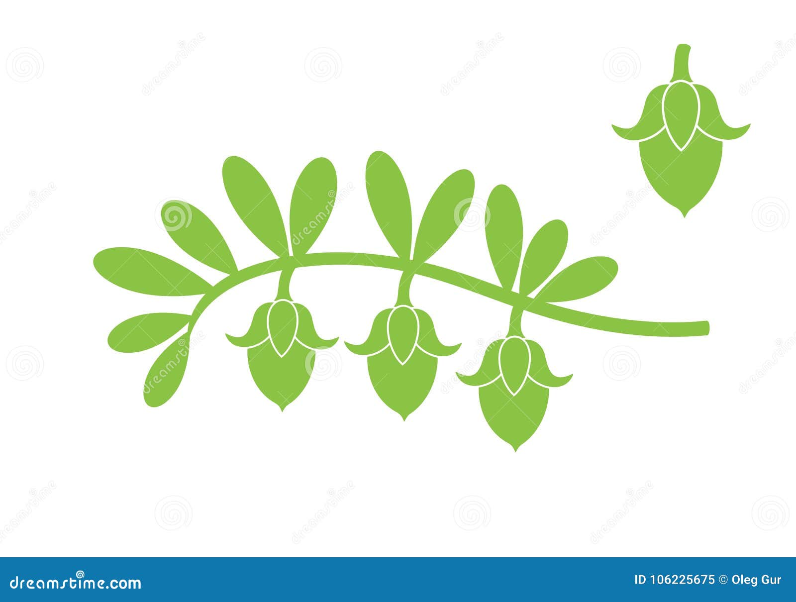 Jojoba Plant. Jojoba on White Background Stock Vector - Illustration of ...