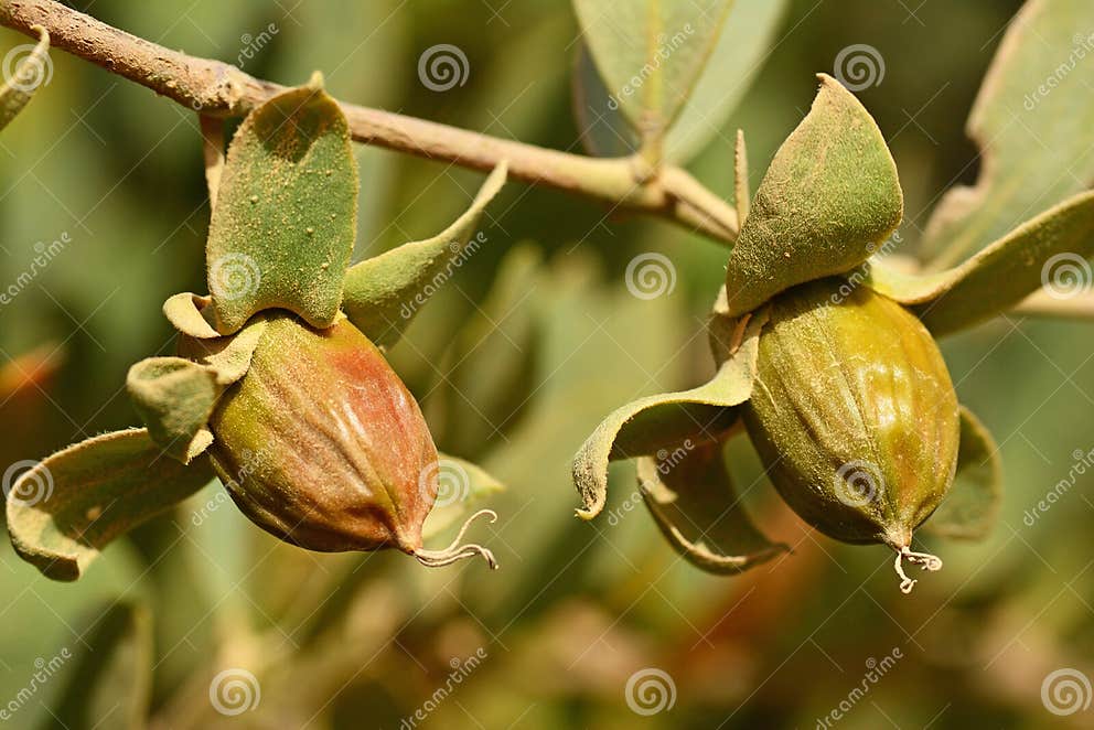 Jojoba seeds on tree stock photo. Image of medicinal - 73190312