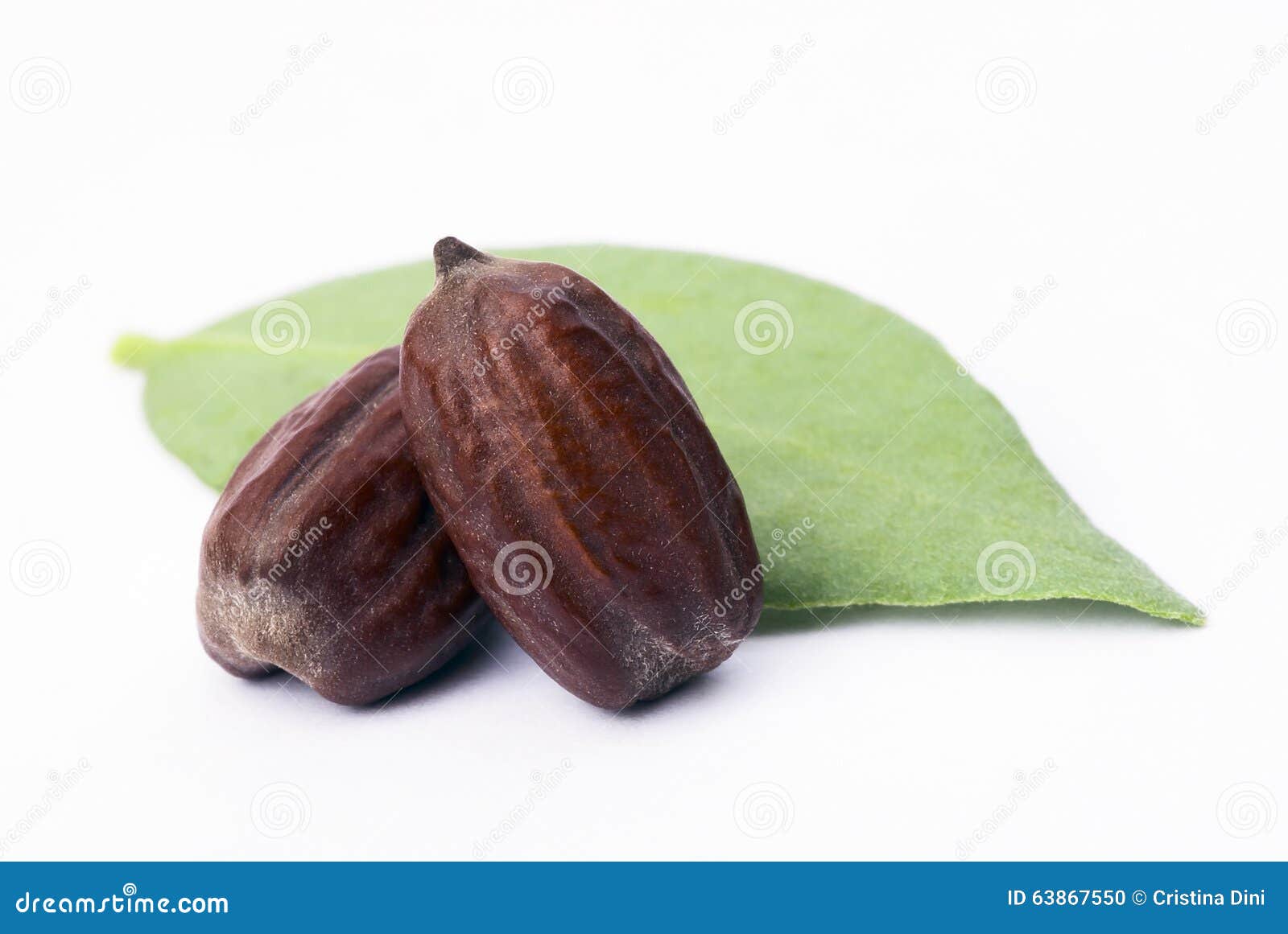 Jojoba (Simmondsia Chinensis) Leaves and Seeds Stock Photo - Image of ...