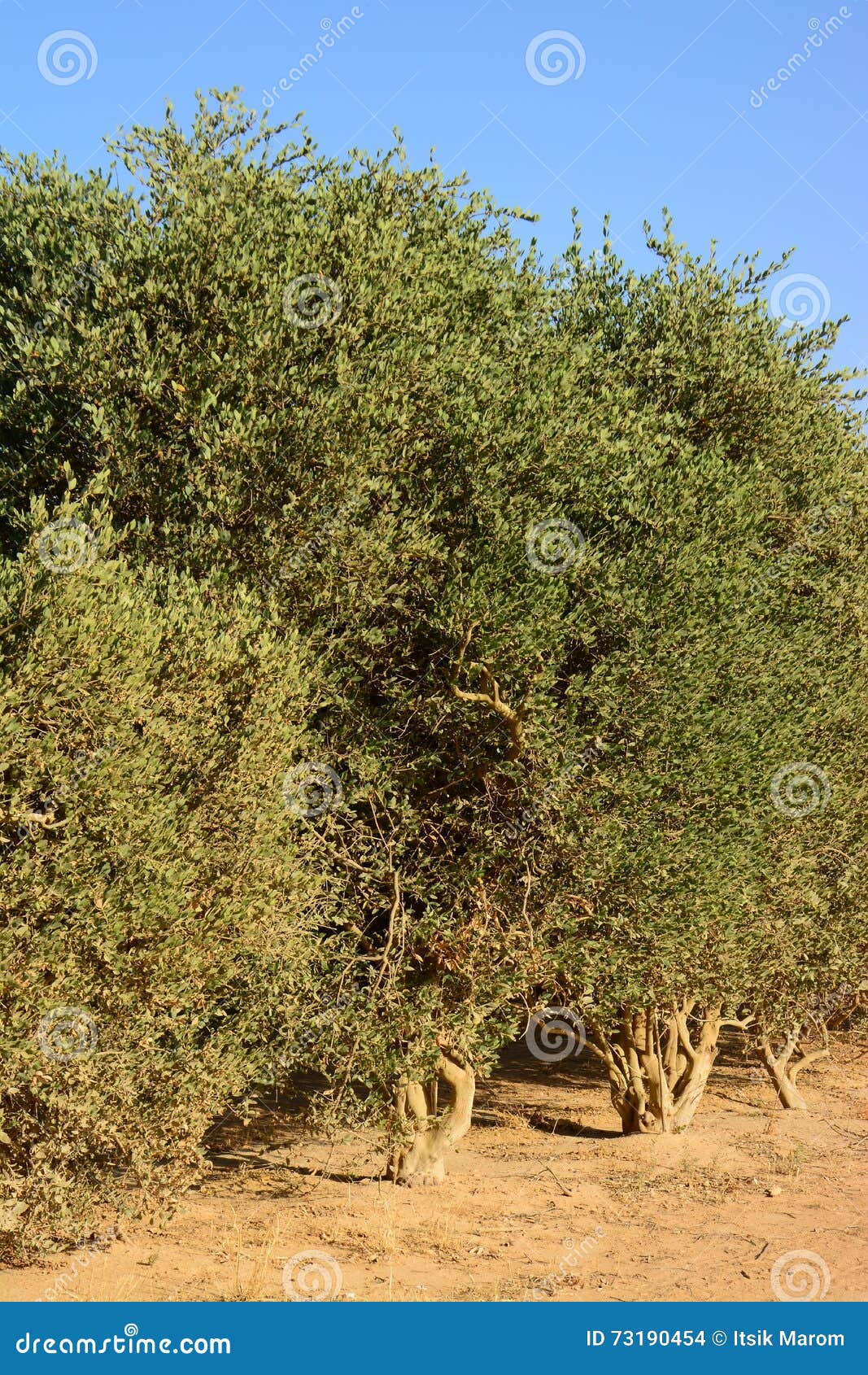 Jojoba trees stock photo. Image of vertical, hohoba, plantation - 73190454