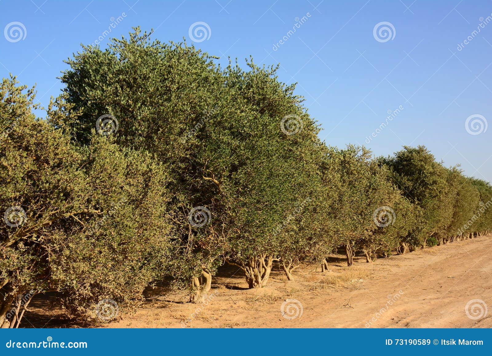 Jojoba trees stock image. Image of hohoba, product, tree - 73190589