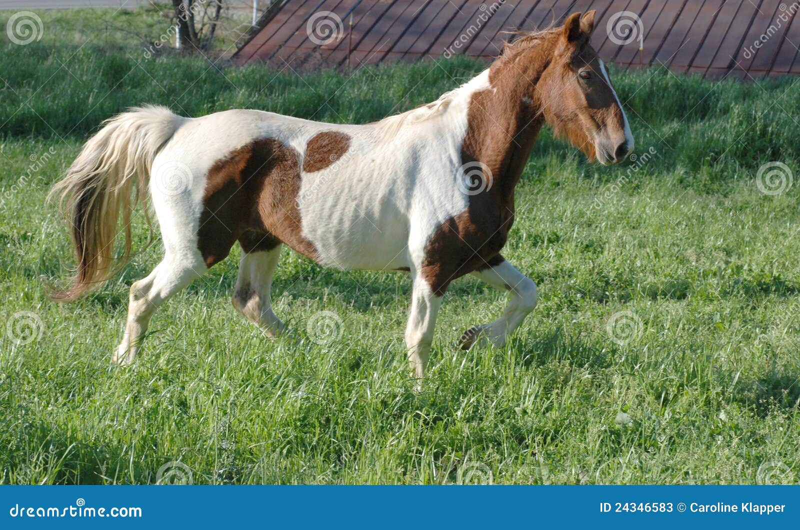 Joli cheval de peinture image stock. Image du coloré - 24346583
