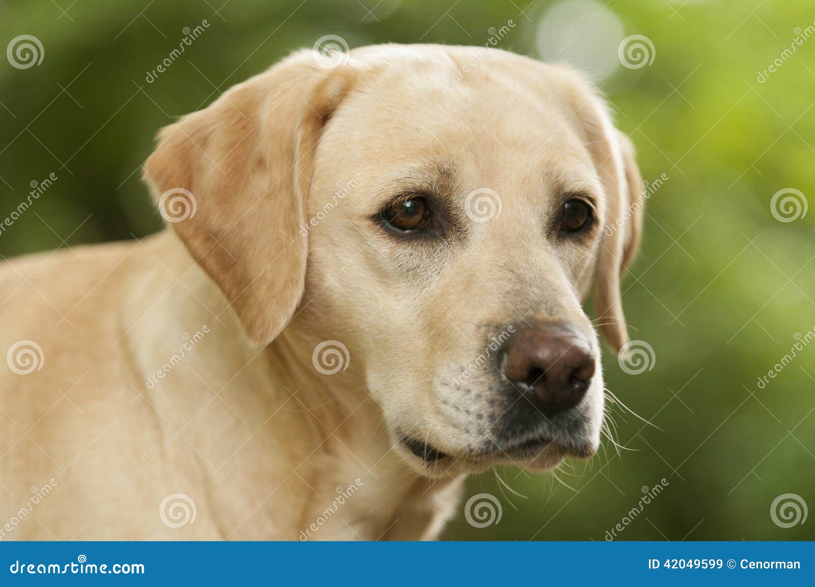 Joli chien de Labrador image stock. Image du labrador - 42049599