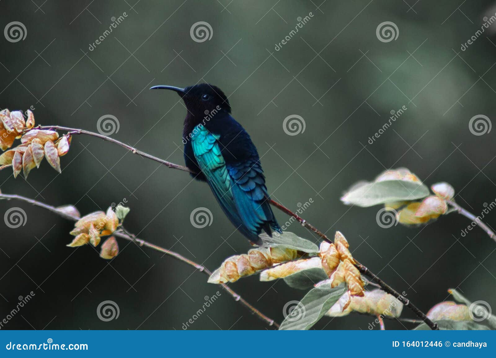 Jolie colibri stock photo. Image of nature, martinique - 164012446