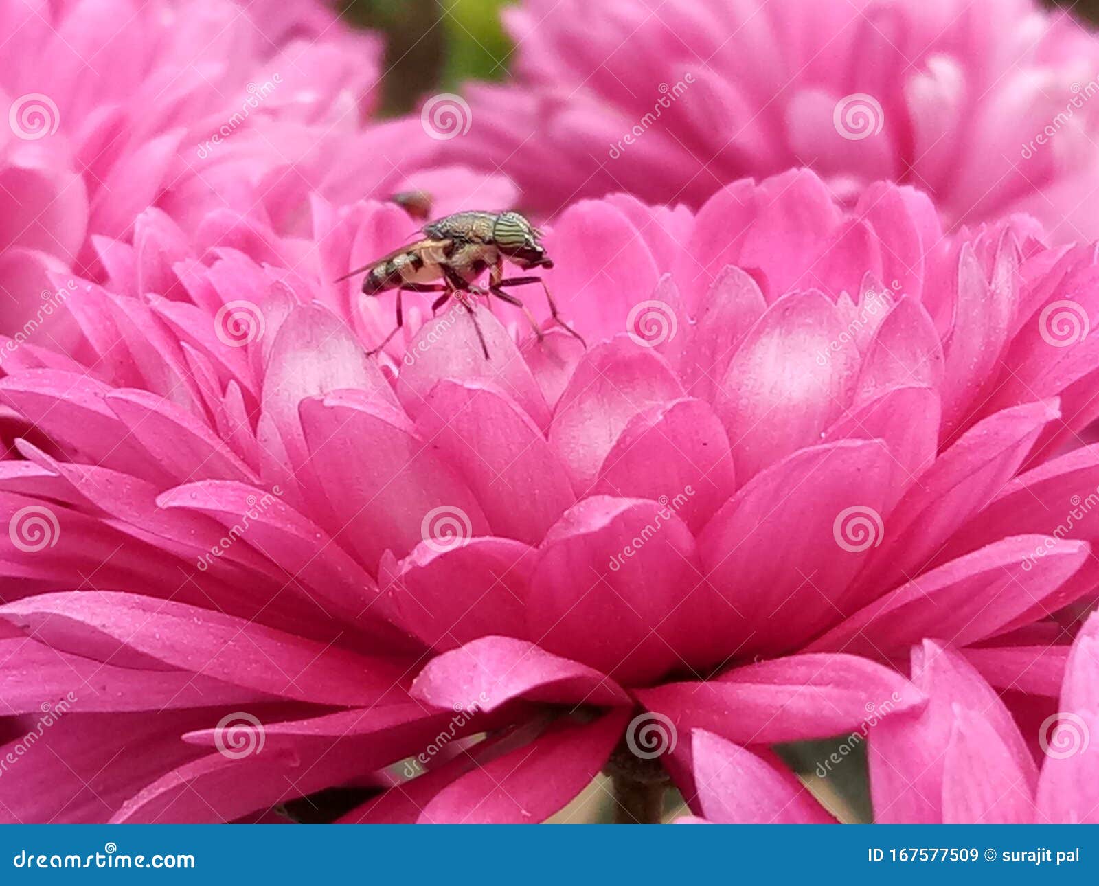 Jolies Fleurs Avec Des Insectes Image stock - Image du gentil ...