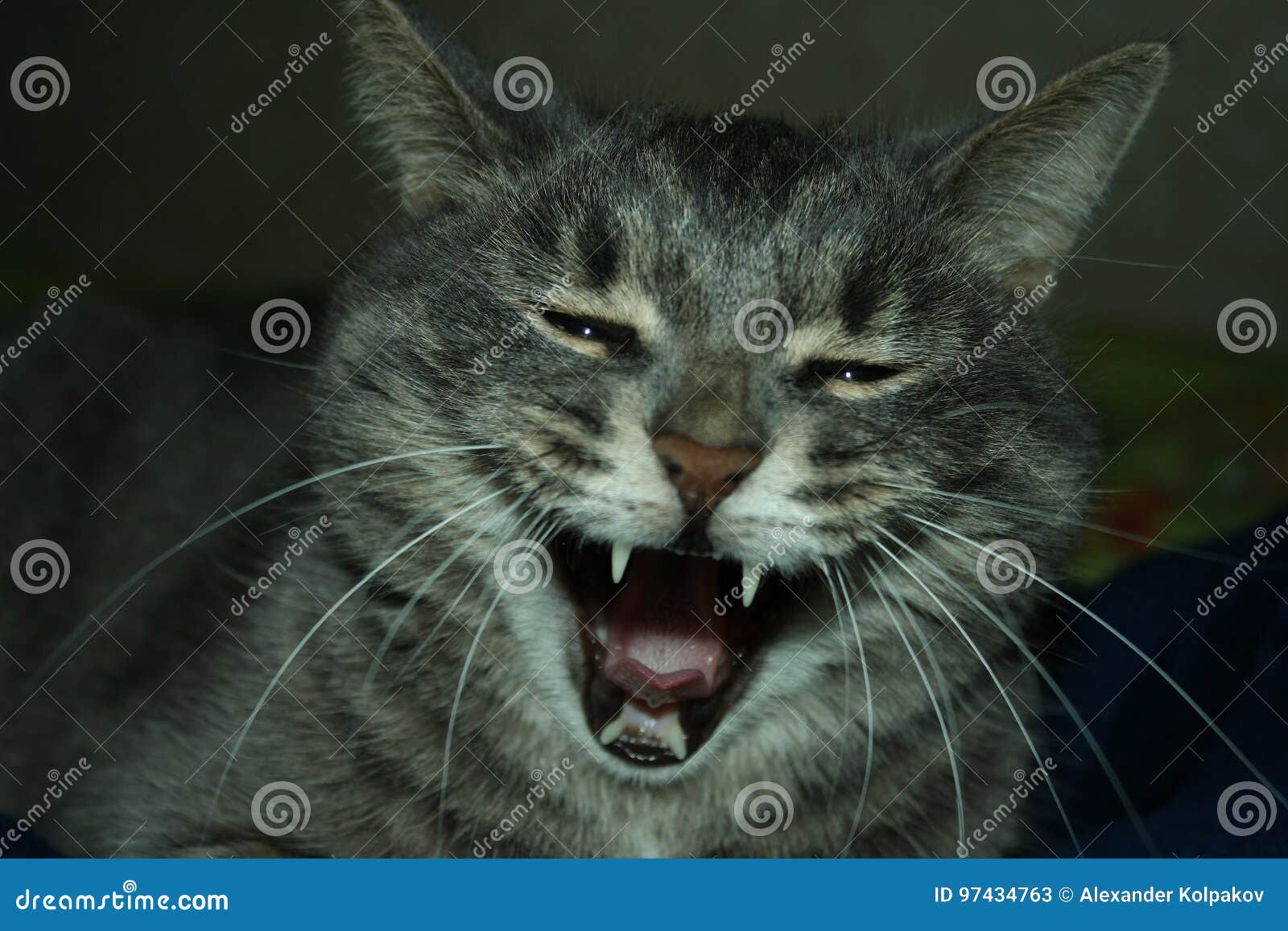 Jolly cat stock image. Image of teeth, jolly, laughter - 97434763