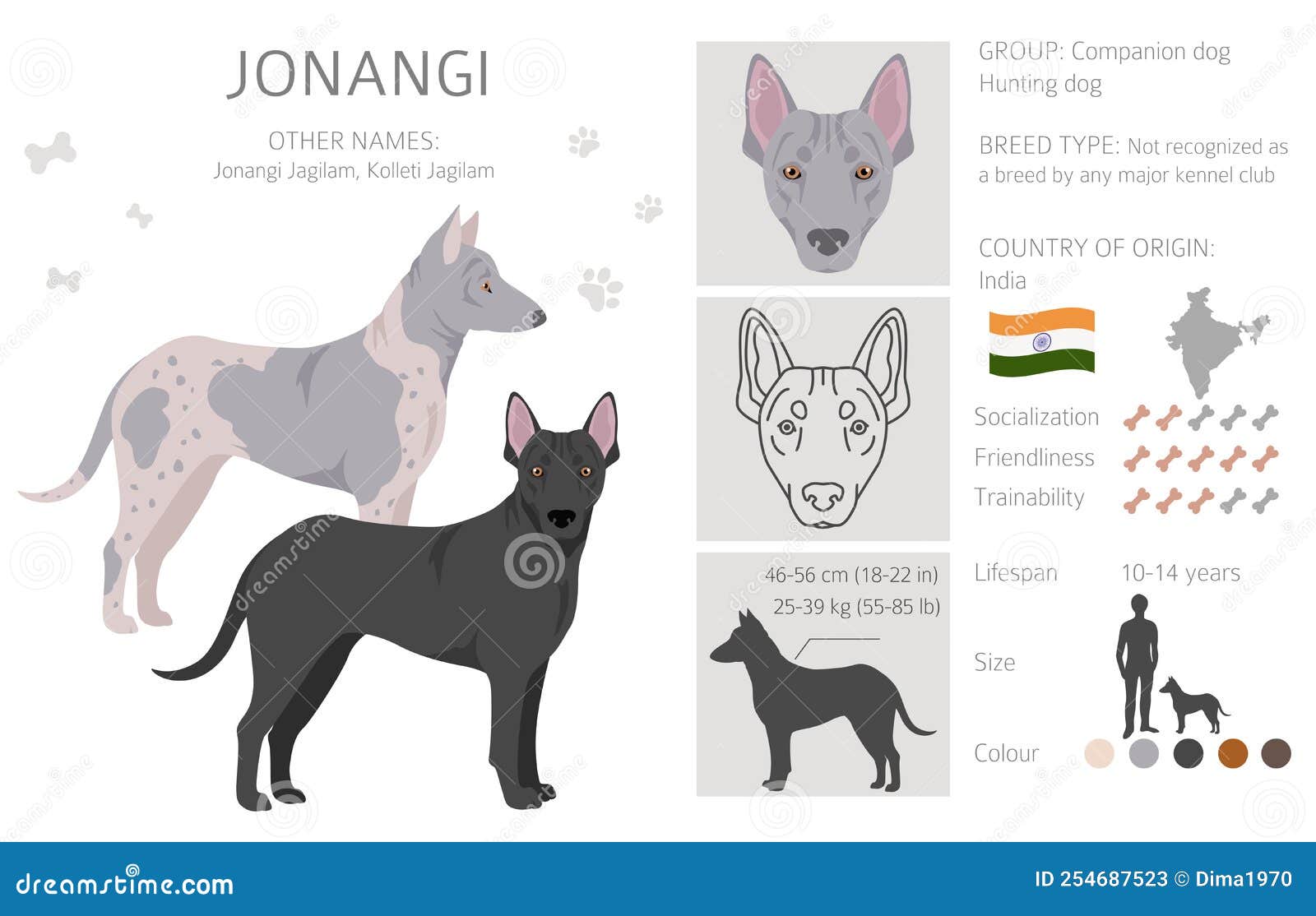 Jonangi Dog Clipart. Different Coat Colors Set Stock Vector ...
