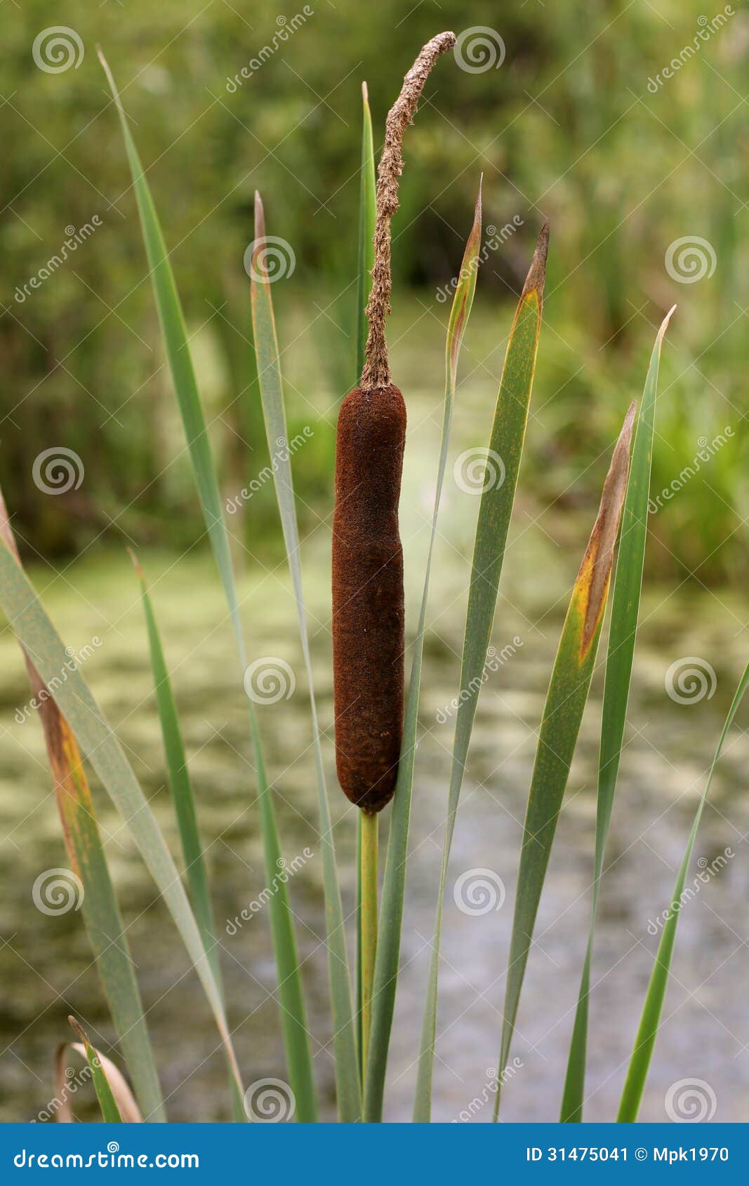 Jonc dans un marais image stock. Image du cheminée, étroit - 31475041