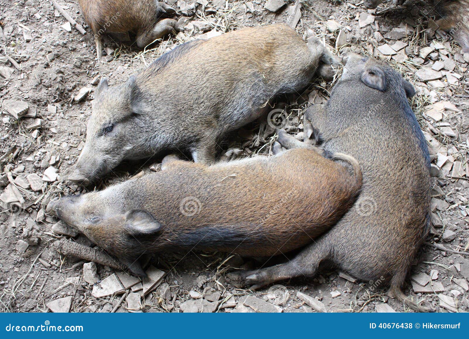 Jong everzwijn stock foto. Image of nave, jong, varken - 40676438