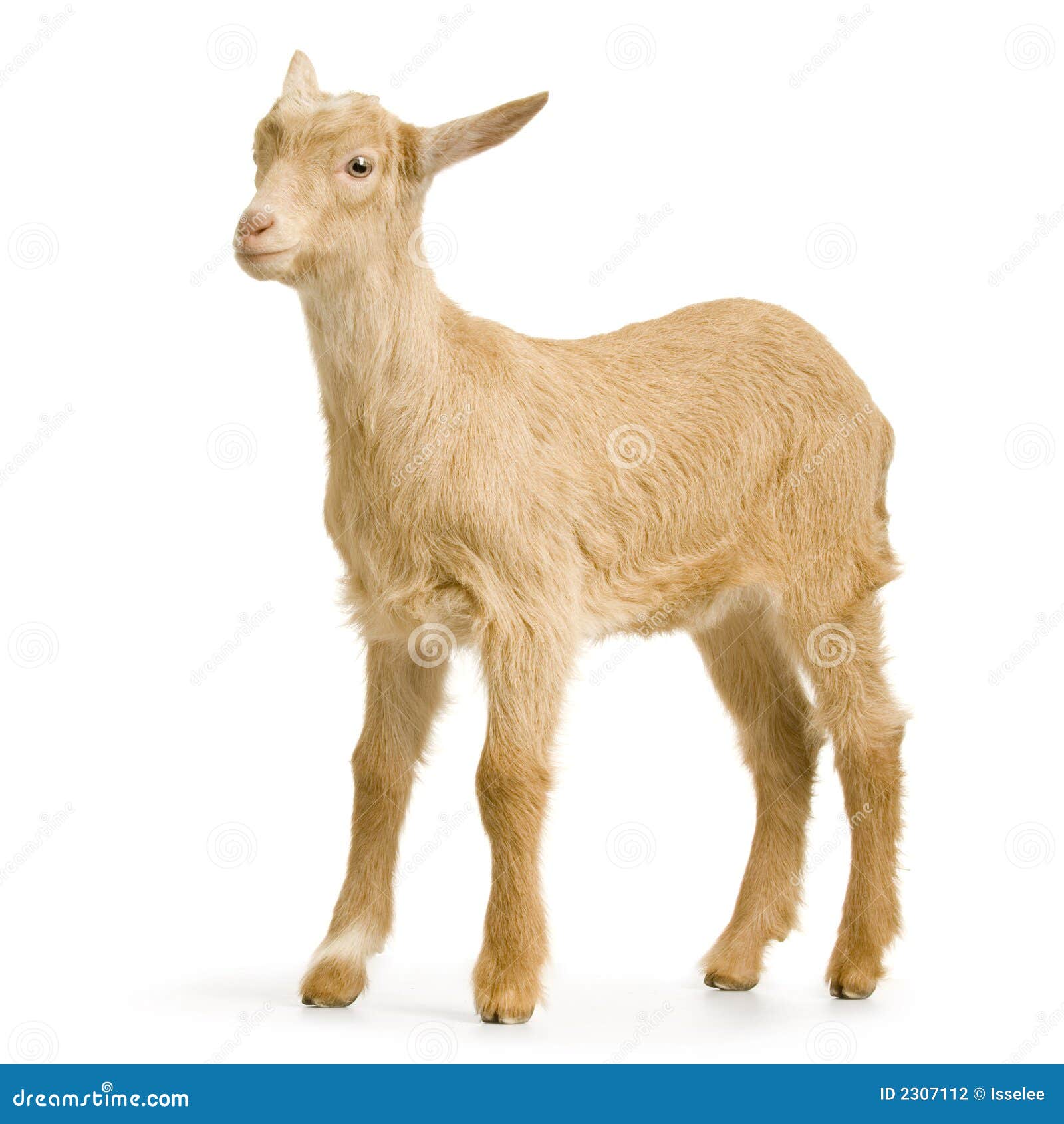 Jong geitje stock foto. Image of spruit, onschuld, studio - 2307112