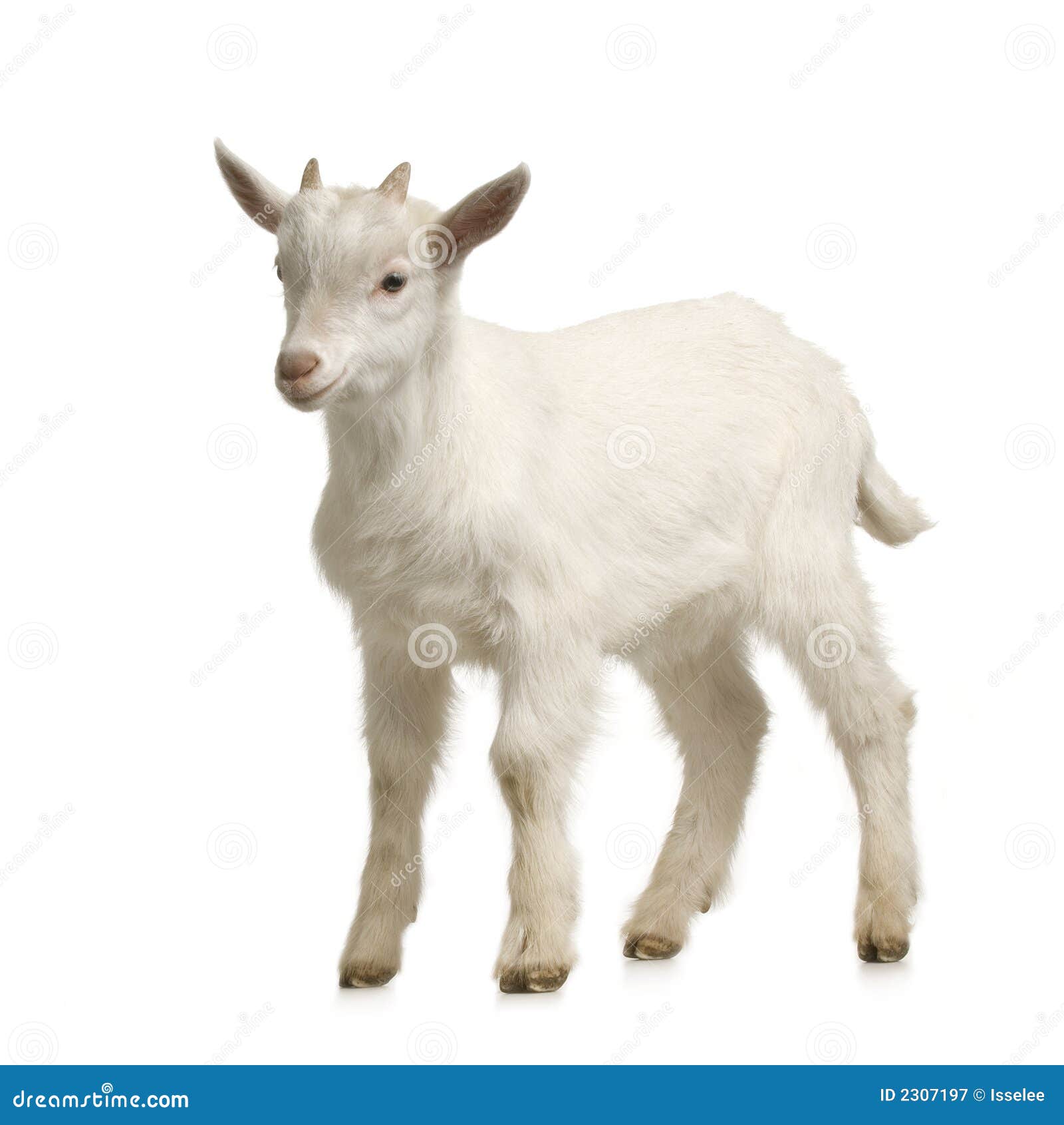 Jong geitje stock afbeelding. Image of jong, zoogdier - 2307197