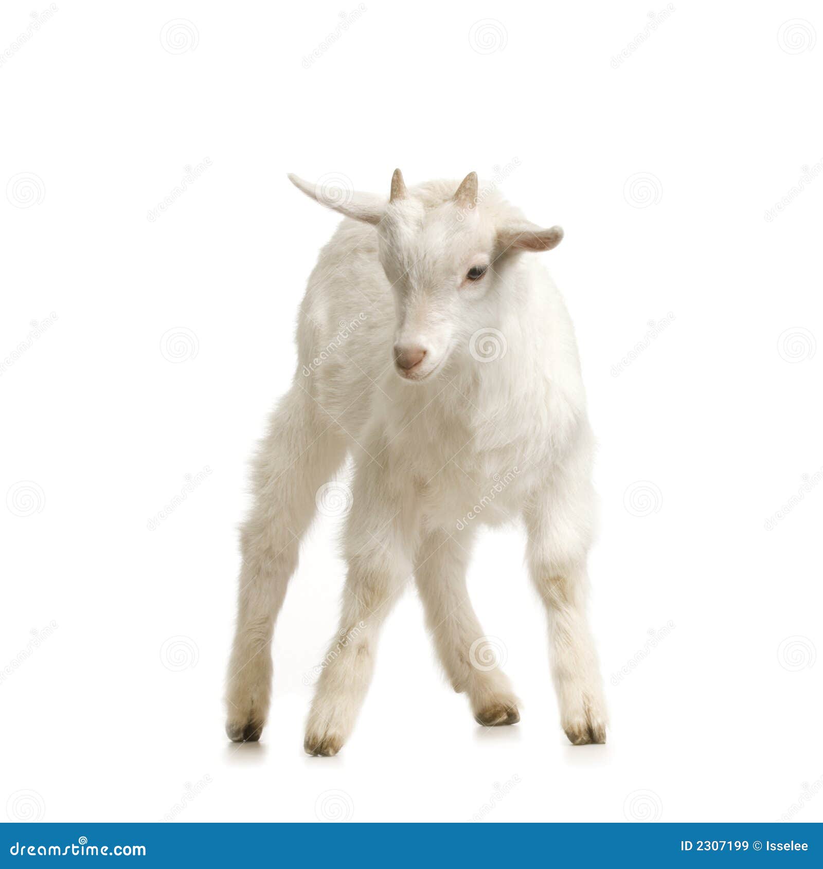 Jong geitje stock afbeelding. Image of jeugd, studio, dier - 2307199