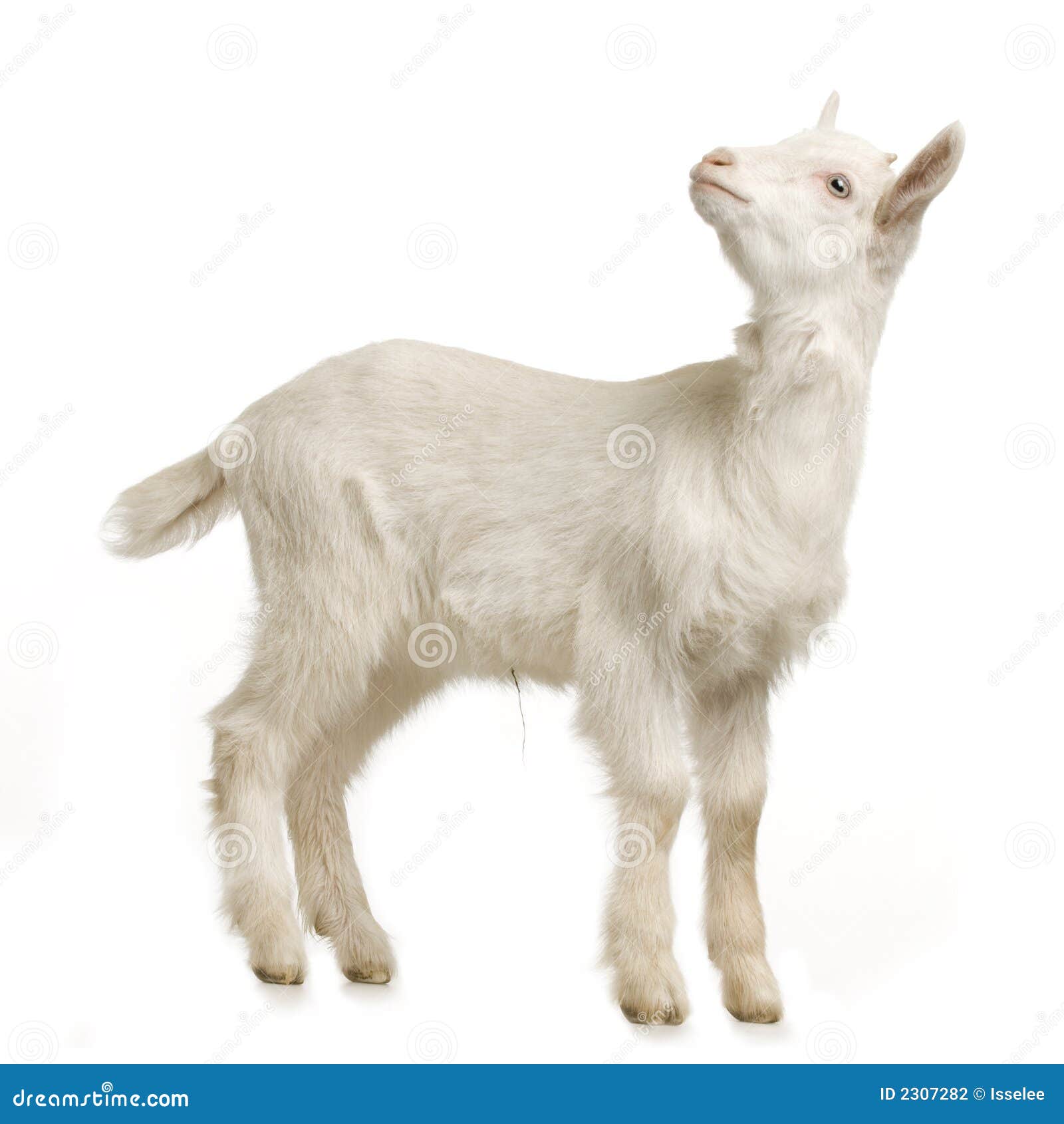 Jong geitje stock foto. Image of dieren, landbouwbedrijf - 2307282
