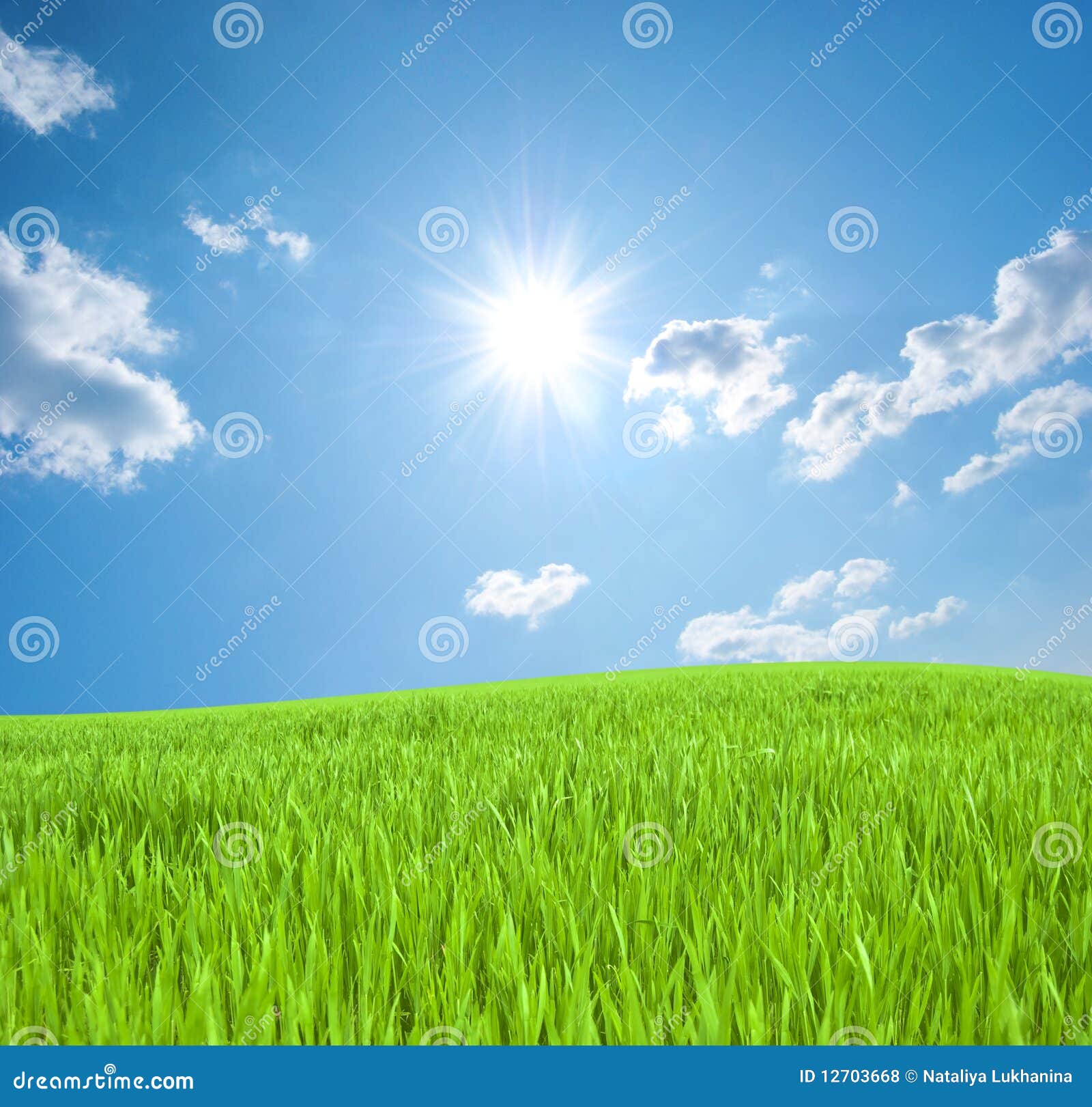 Jong Groen Gras En De Hemel Met De Zon Stock Foto - Image of gras ...