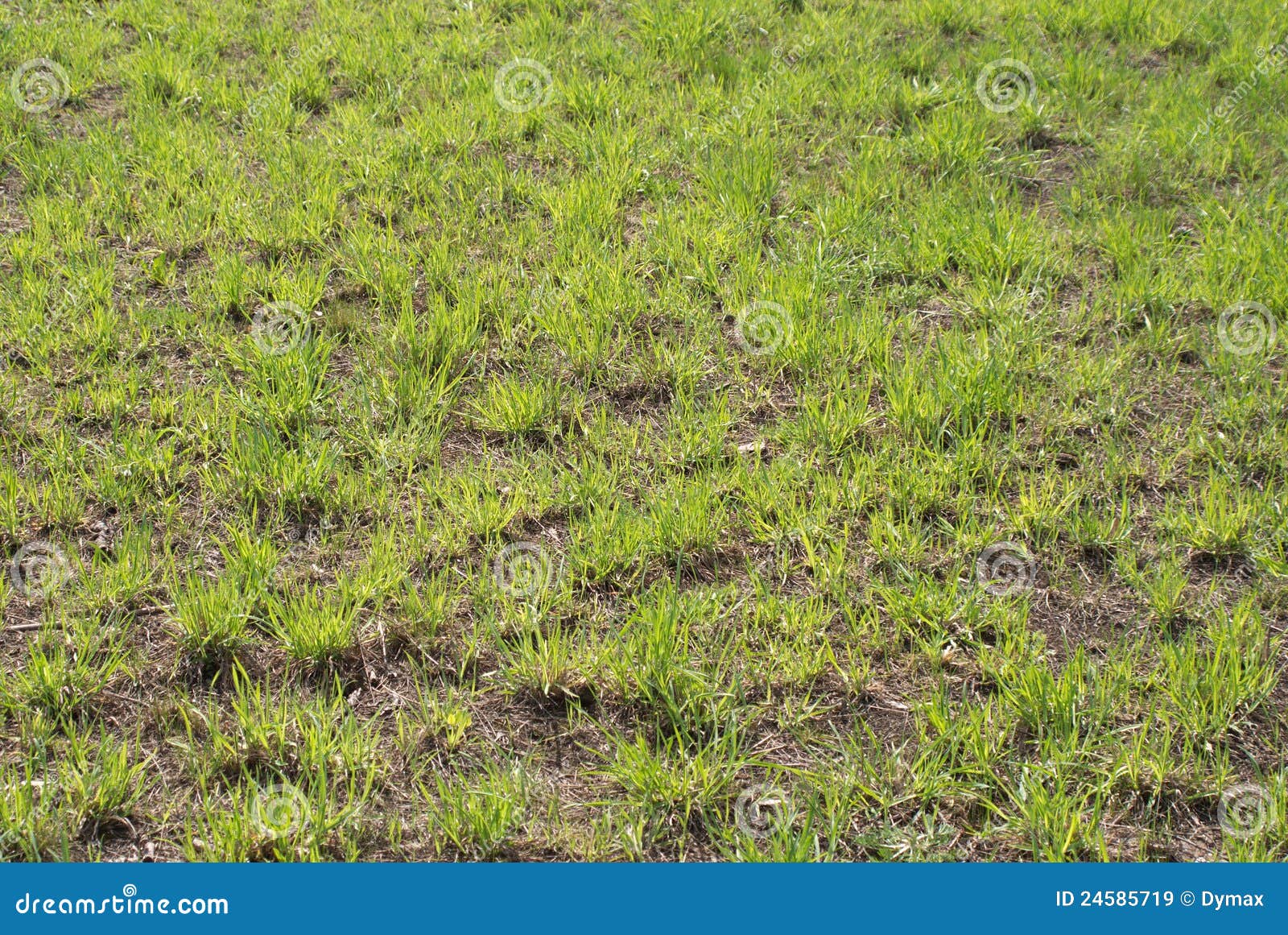 Jong Groen Gras Op Een Grond Stock Afbeelding - Image of grond, kruiden ...