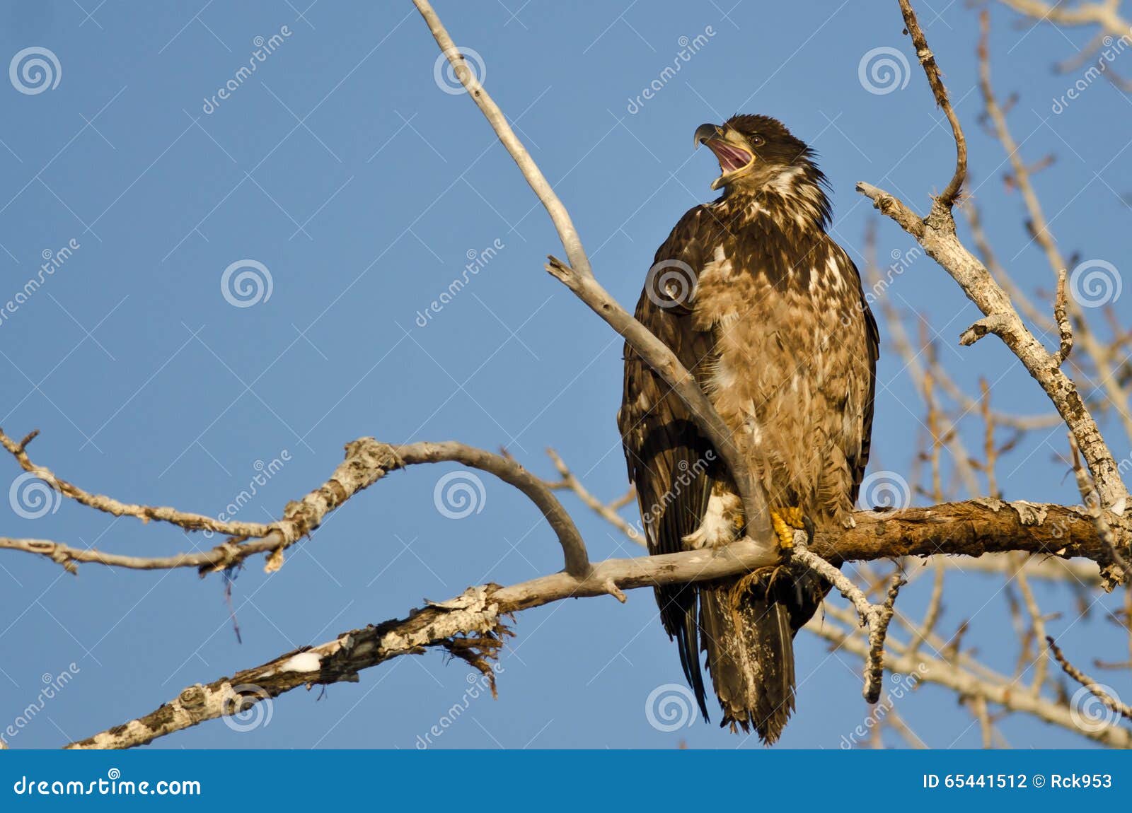 Jong Kaal Eagle Calling from High in Een Onvruchtbare Boom Stock Foto ...