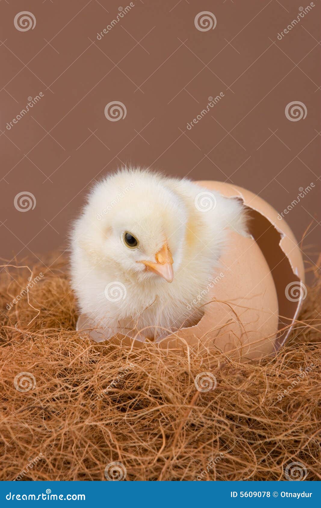 Jong kuiken stock foto. Image of onderbreking, kuikens - 5609078