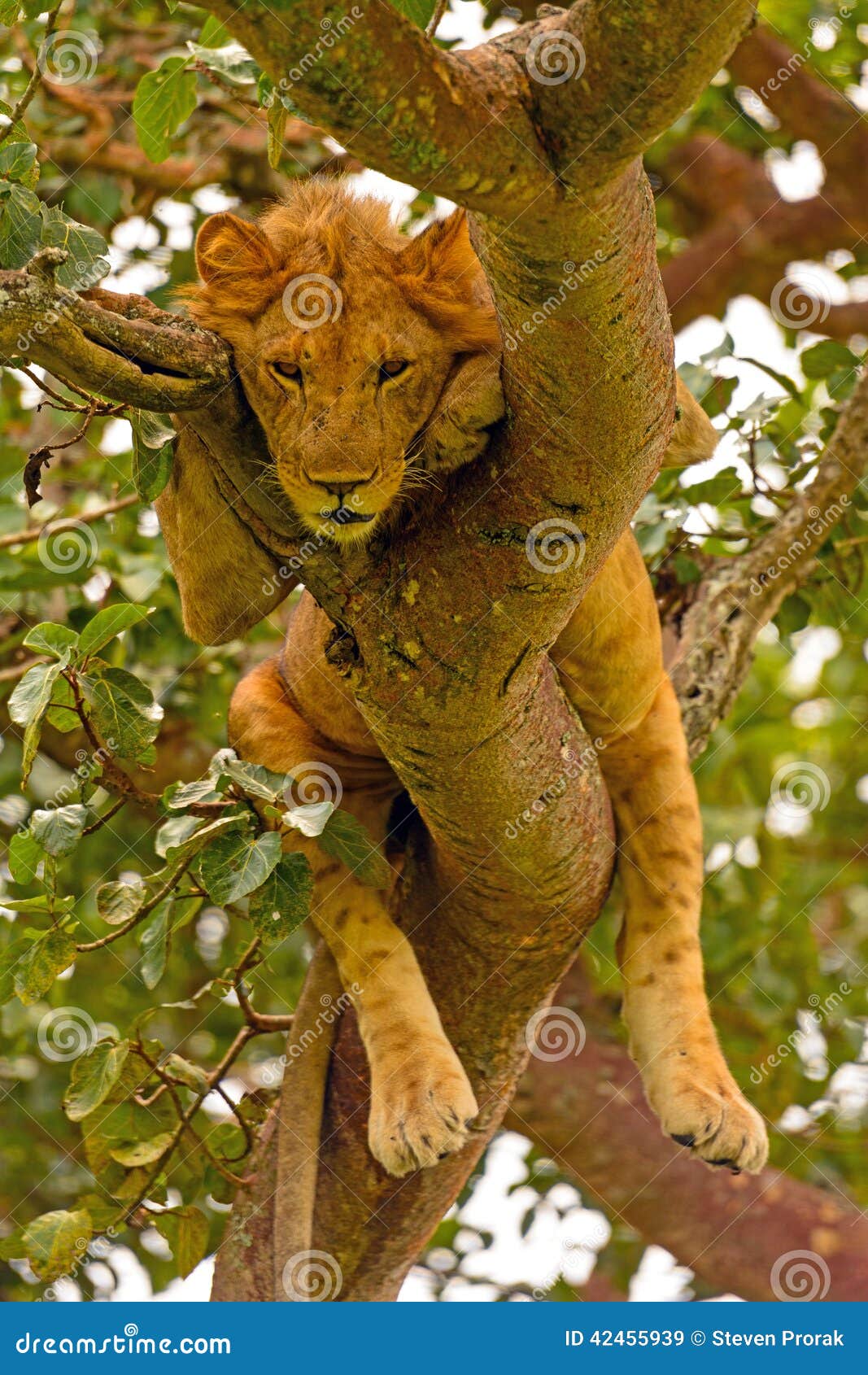 Jong Mannelijk Lion Resting in Een Boom Stock Afbeelding - Image of ...
