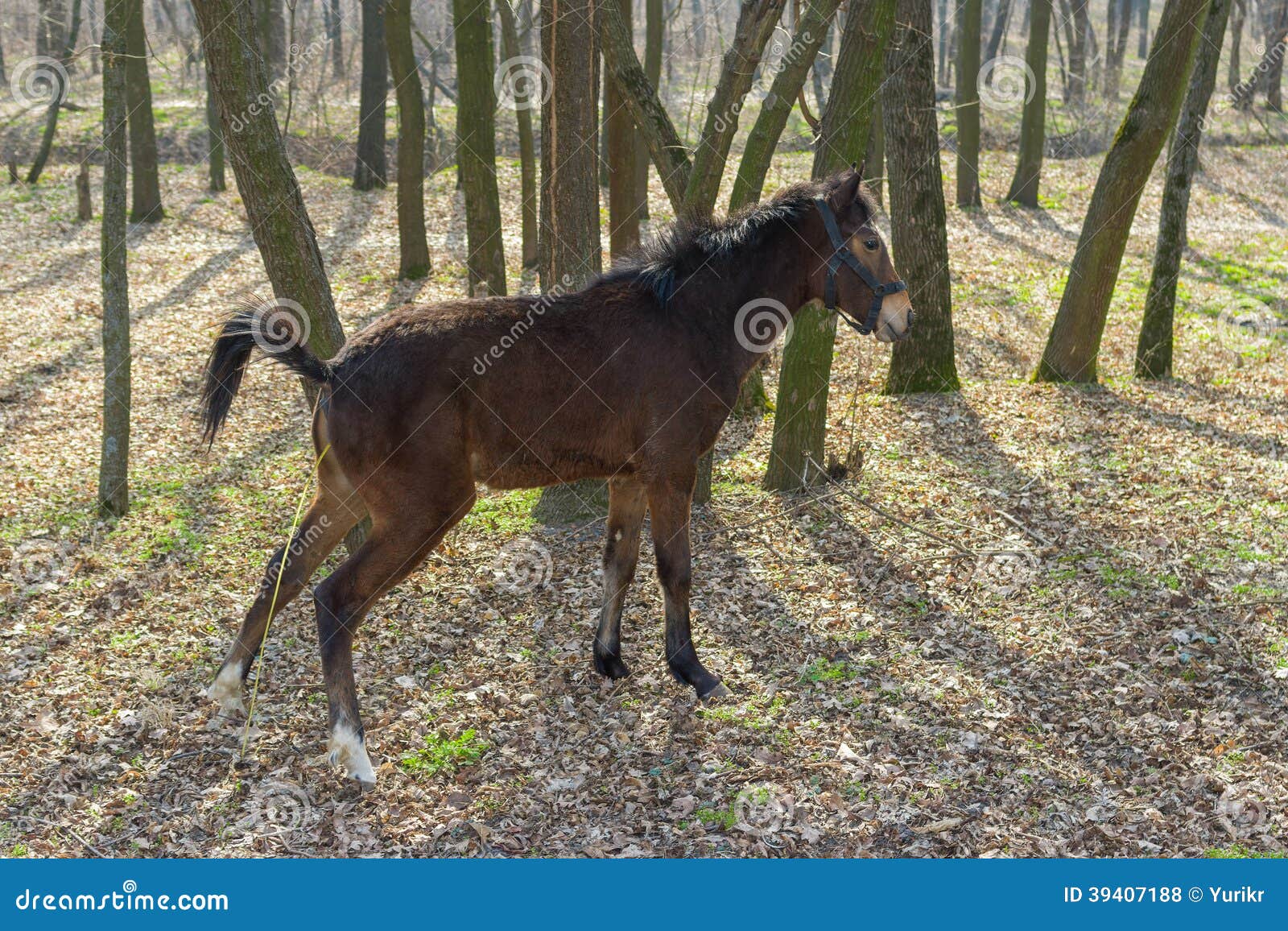 Jong paard in de lentebos stock foto. Image of veulen - 39407188