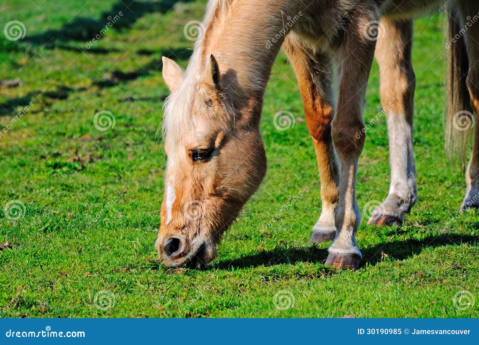Jong paard die gras eten stock afbeelding. Image of weiland - 30190985