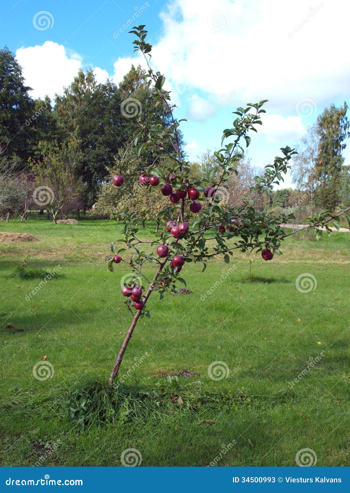 Jonge appelboom stock afbeelding. Image of boom, tuin - 34500993