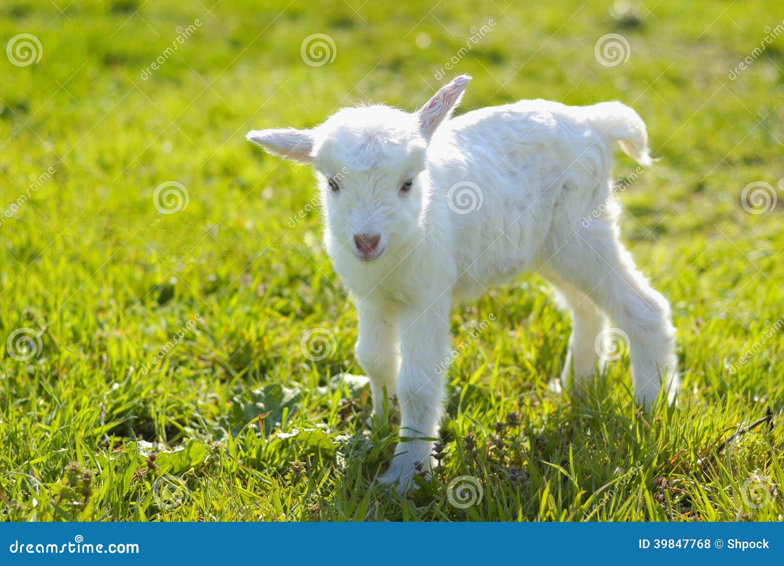 Jonge babygeit stock foto. Image of pastoraal, gras, weide - 39847768