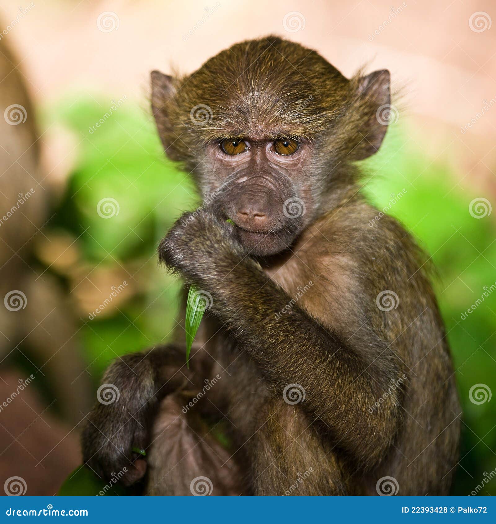 Jonge baviaan stock foto. Image of soorten, dier, gezicht - 22393428