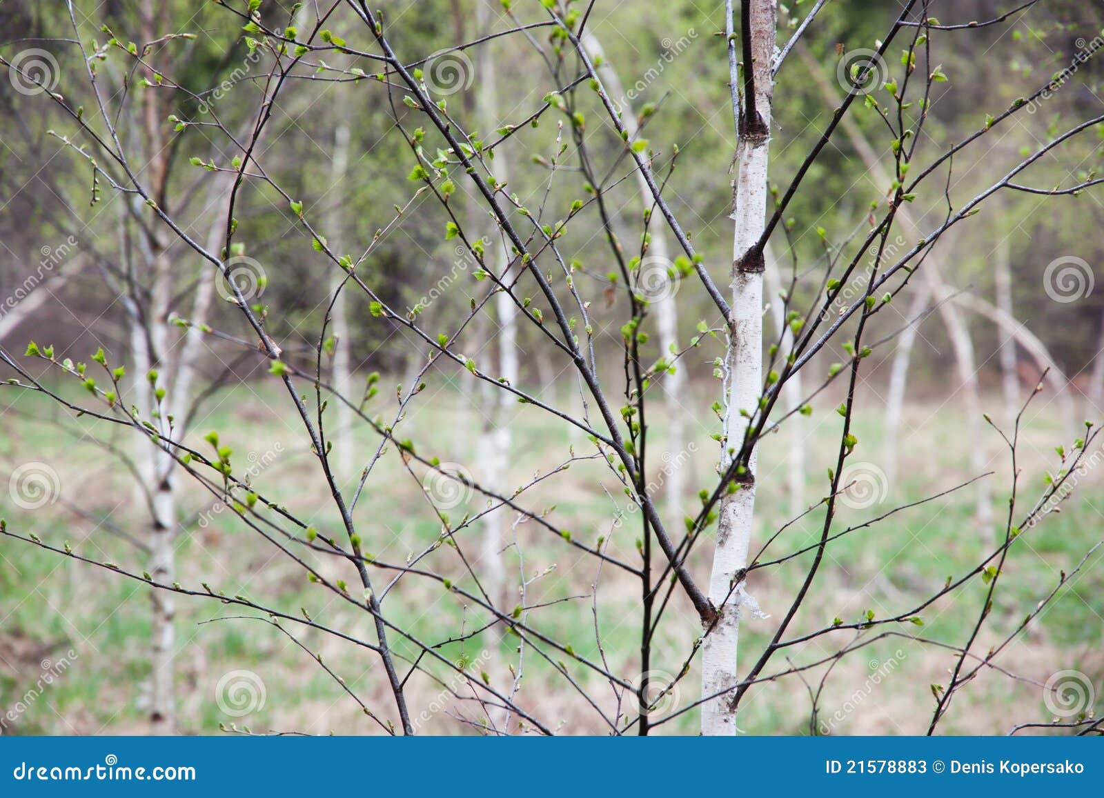 Jonge berken stock afbeelding. Image of aanplanting, schoonheid - 21578883