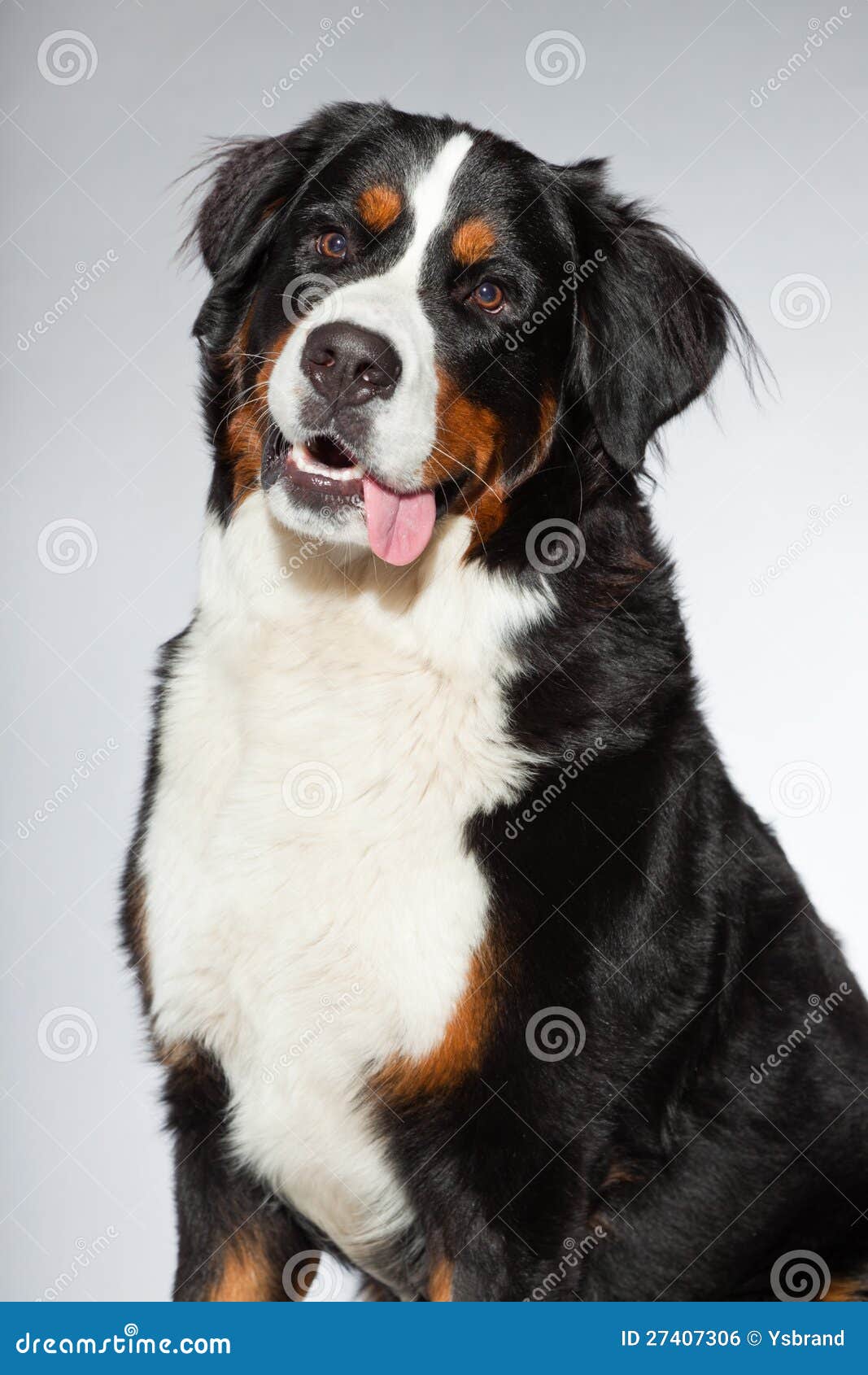 Jonge berner sennen hond. stock foto. Image of behendig - 27407306