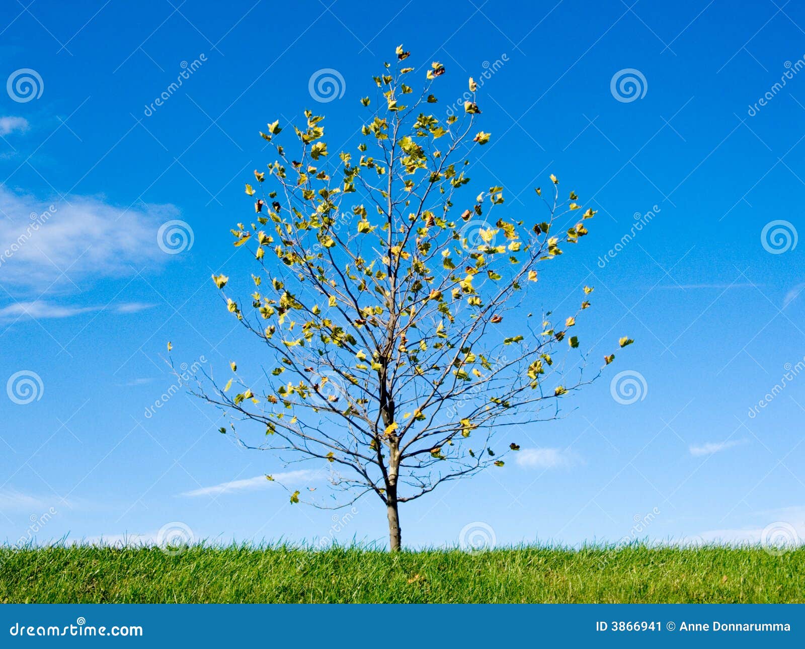 Jonge Boom in de Lente stock afbeelding. Image of flora - 3866941