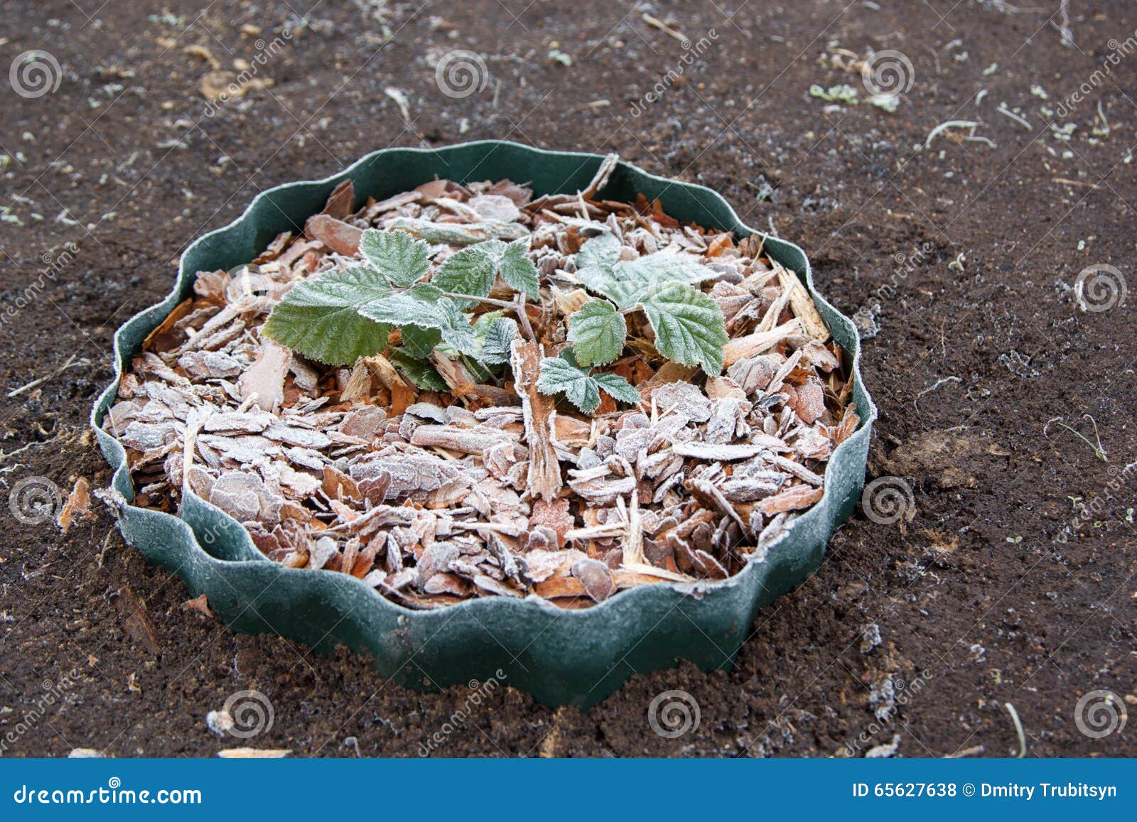 Jonge Braam in Bevroren Houten Spaander Stock Foto - Image of tafereel ...