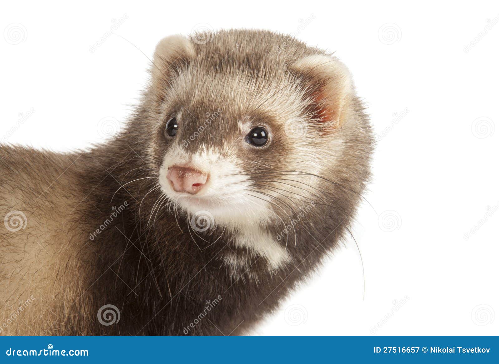 Jonge bunzing stock afbeelding. Image of klein, binnenlands - 27516657