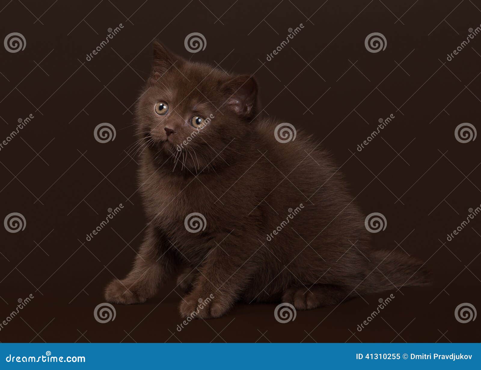 Jonge Chocolade Britse Kat Op Donkere Bruin Stock Afbeelding - Image of ...