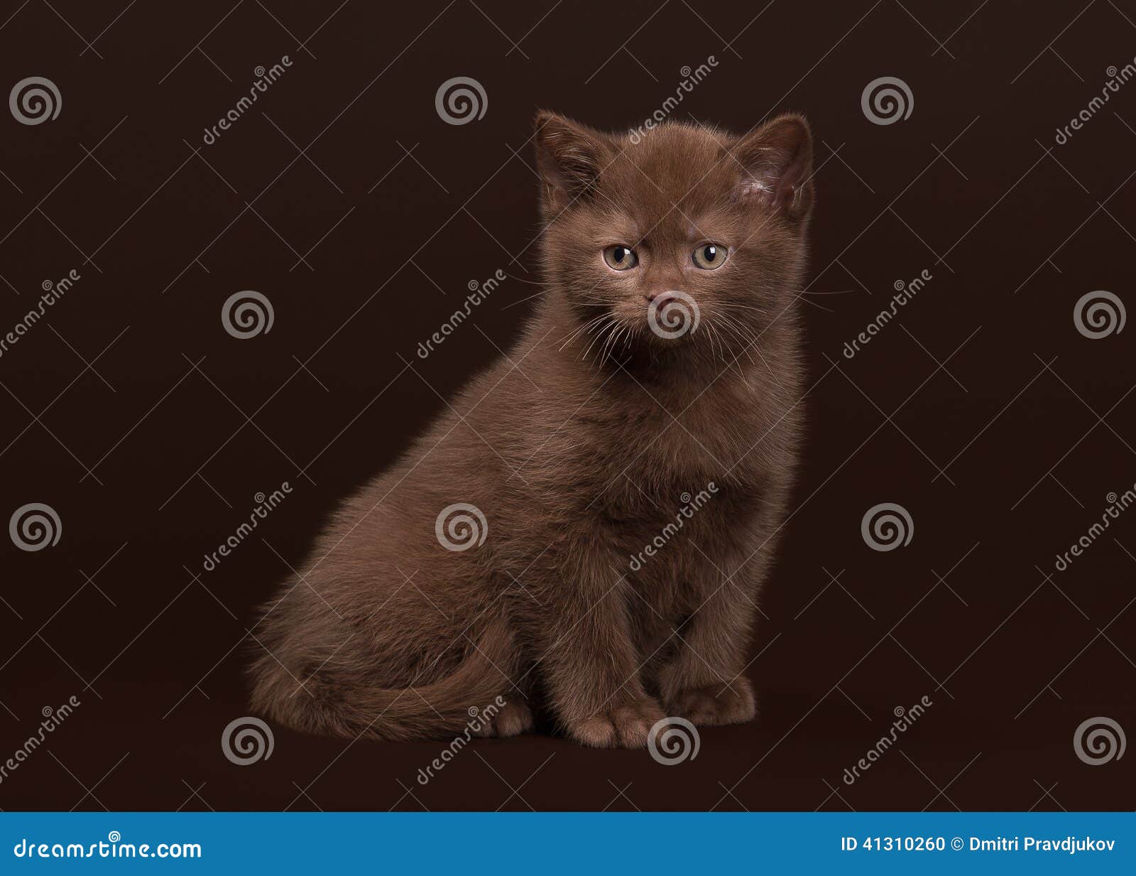 Jonge Chocolade Britse Kat Op Donkere Bruin Stock Foto - Image of zwart ...